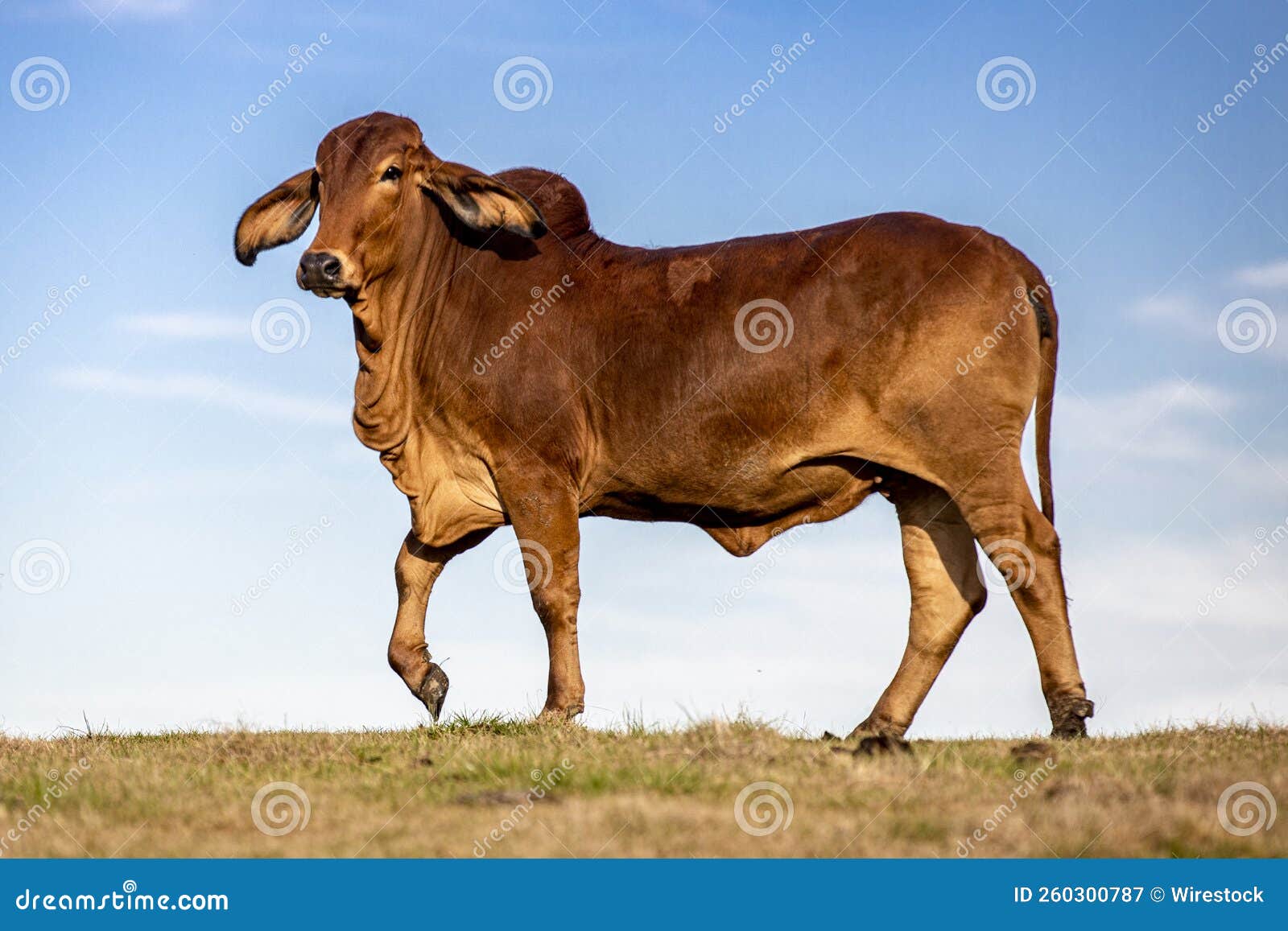 Brown American Brahman Walking on the Hill Stock Image - Image of ...