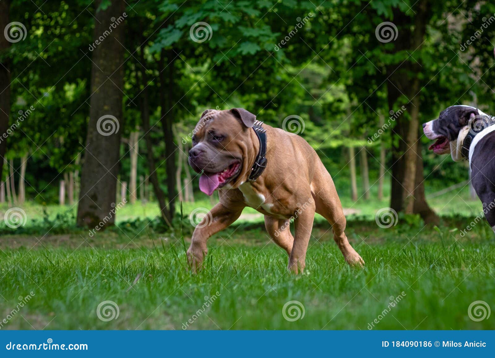 Brown American Bully Dog in the Park Stock Photo - Image of lawn, cute ...