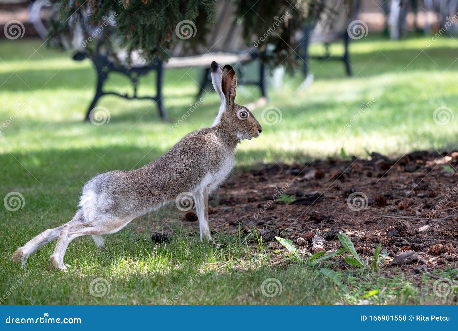 Gray American Hare stock photo. Image of fear, grey - 166901550