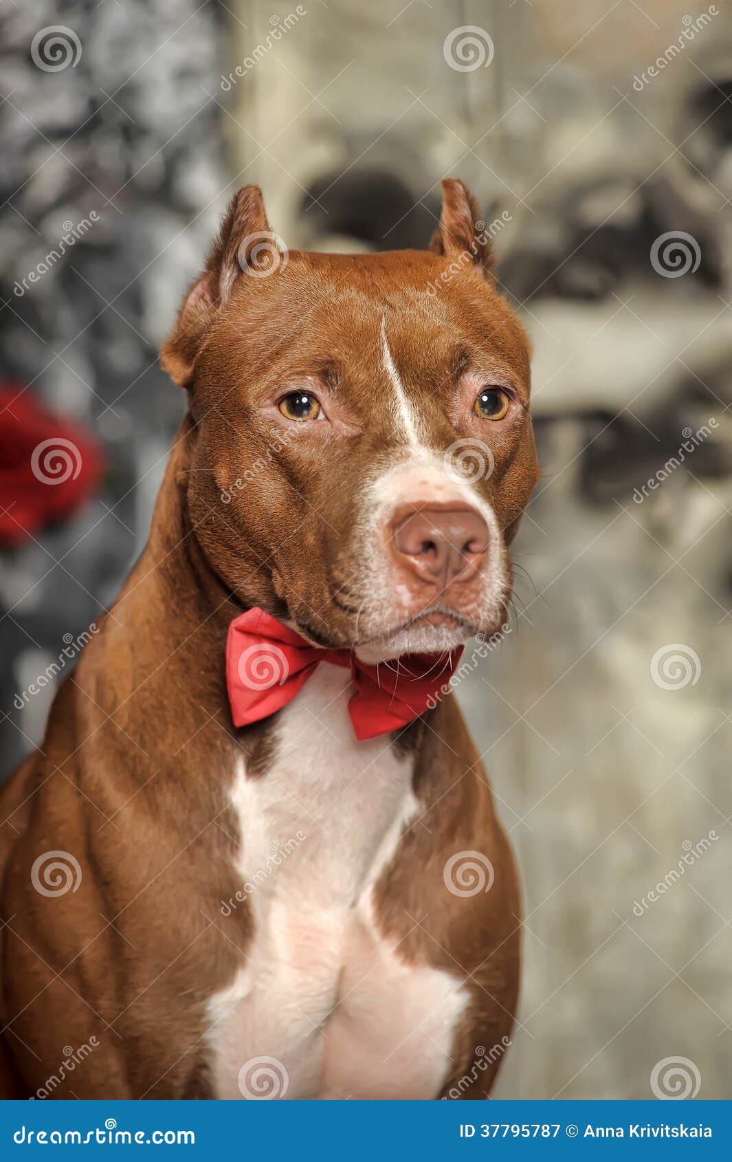 Brown American Pit Bull Terrier Stock Image - Image of grey, background ...