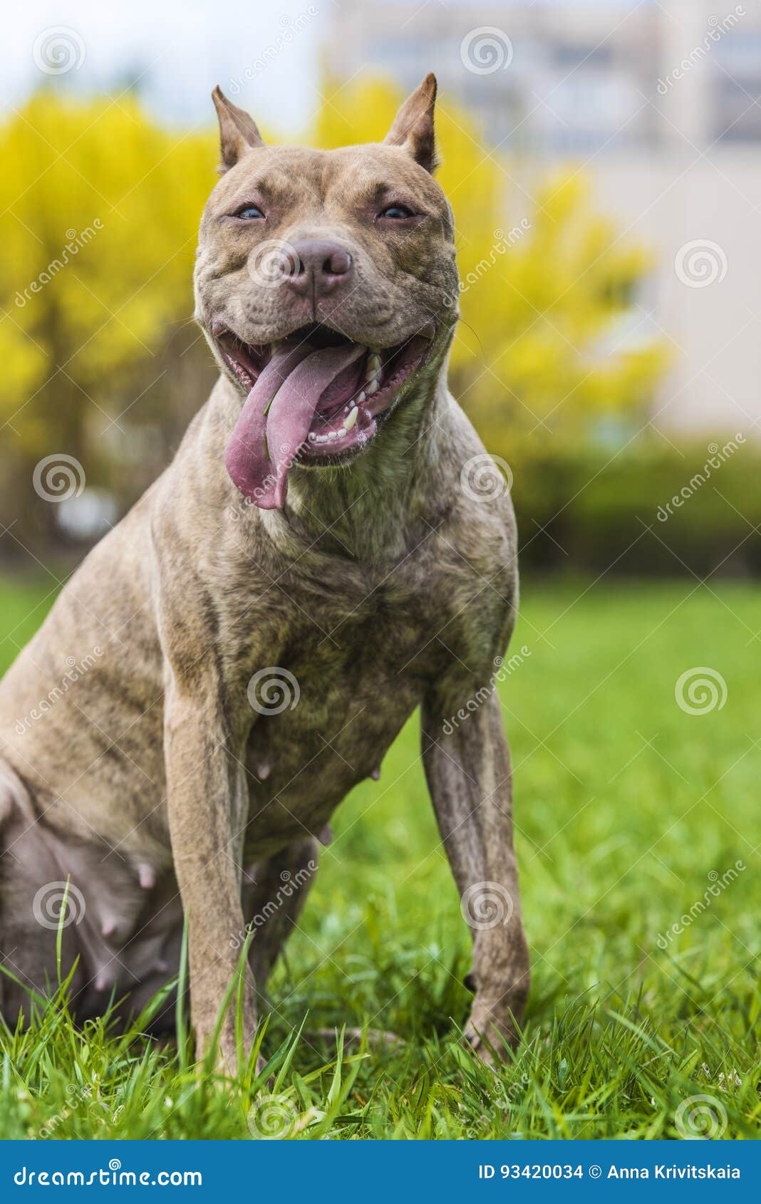 Brown American Pit Bull Terrier Stock Photo - Image of friendship ...