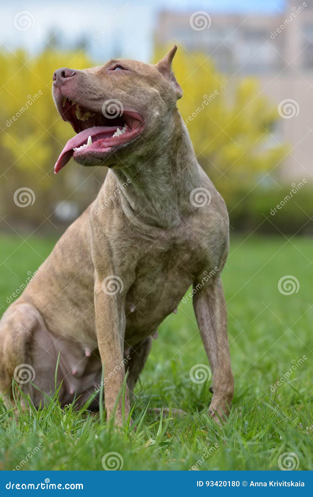Brown American Pit Bull Terrier Stock Photo - Image of aggressive ...