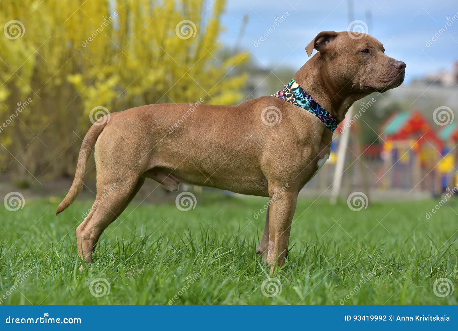 Brown Amerykański Pit Bull Terrier Zdjęcie Stock - Obraz złożonej z ...