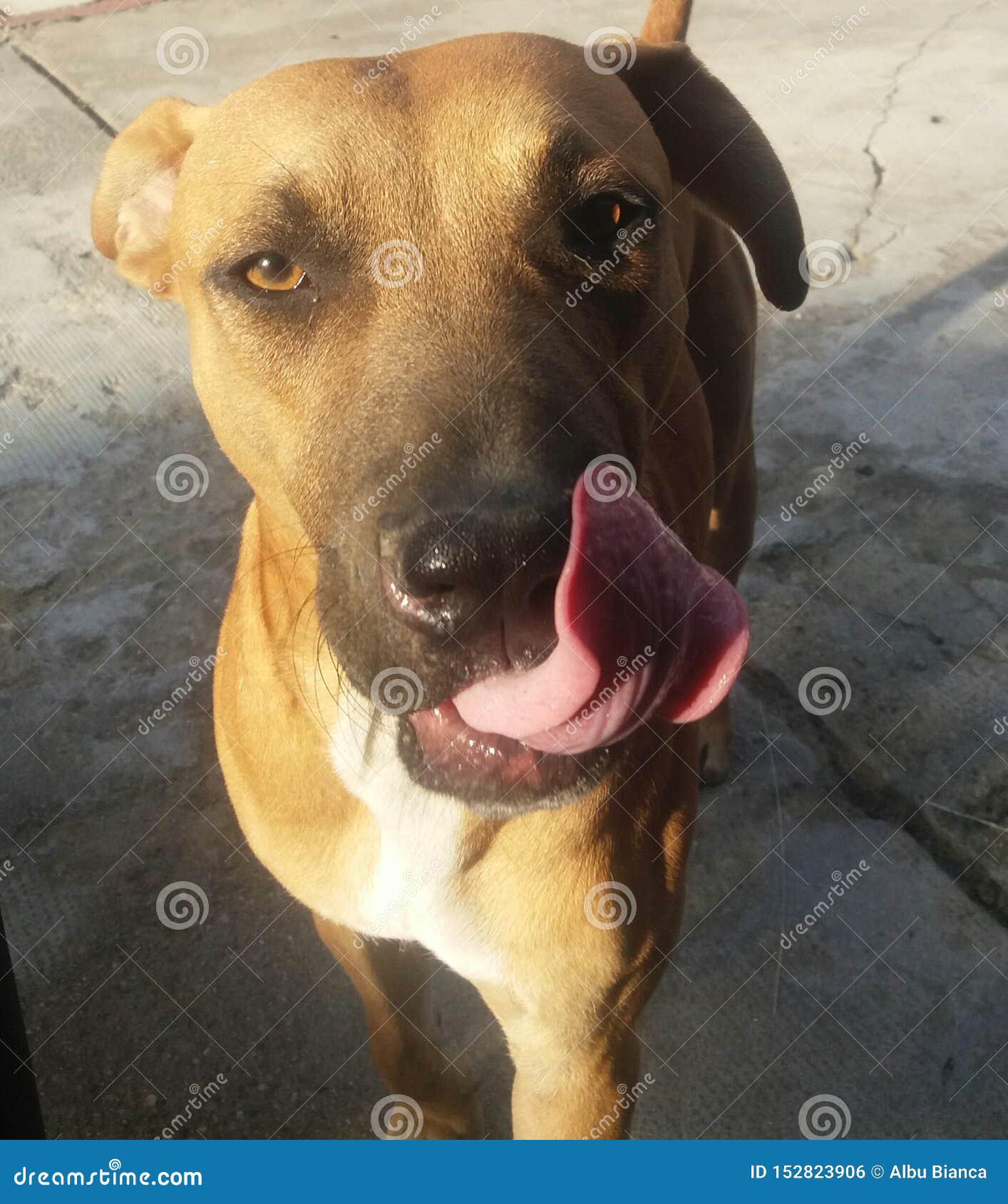 Brown amstaff stock photo. Image of brown, amstaff, beautiful - 152823906