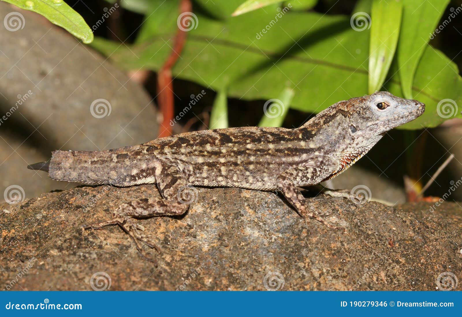 Brown Anole Lizard with Regenerating Tail Stump. Stock Photo - Image of ...