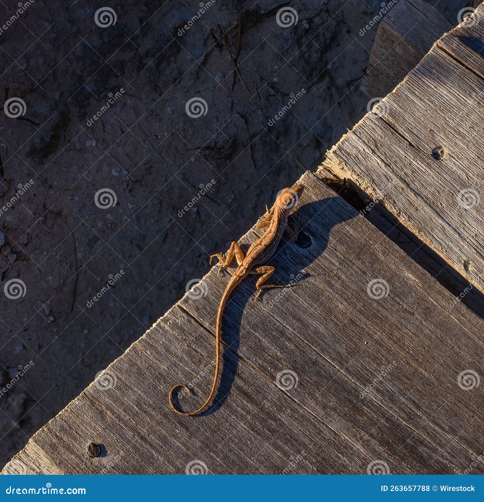 Gecko, Anole on boardwalk stock photo. Image of west - 263657788