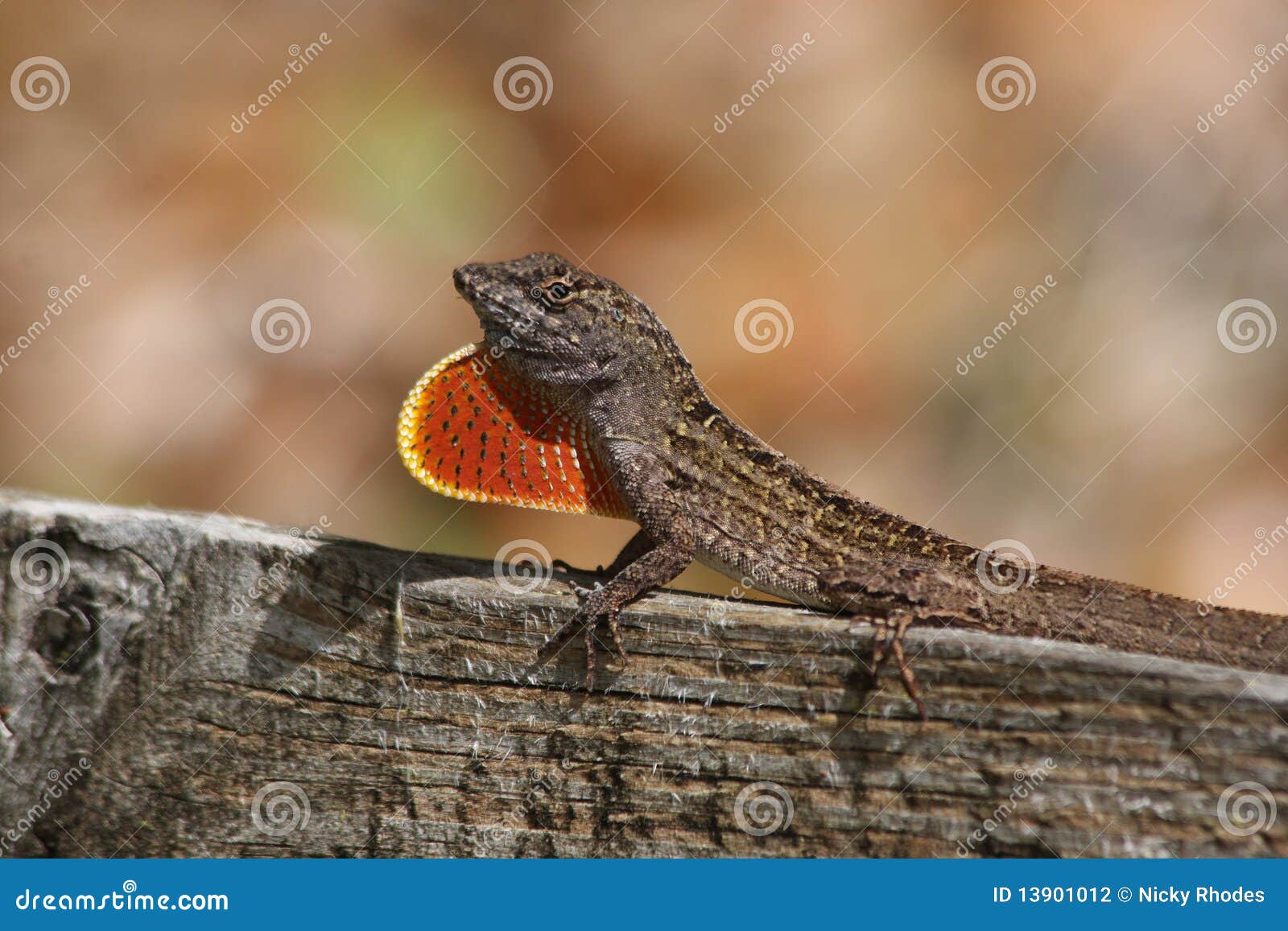 Brown Anole Lizard stock photo. Image of display, courtship - 13901012