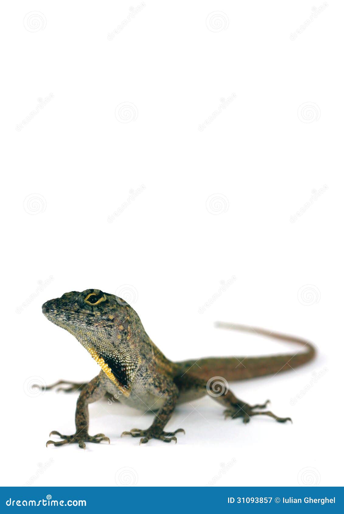 Anole Lizard - Isolated - White Background Stock Image - Image of ...