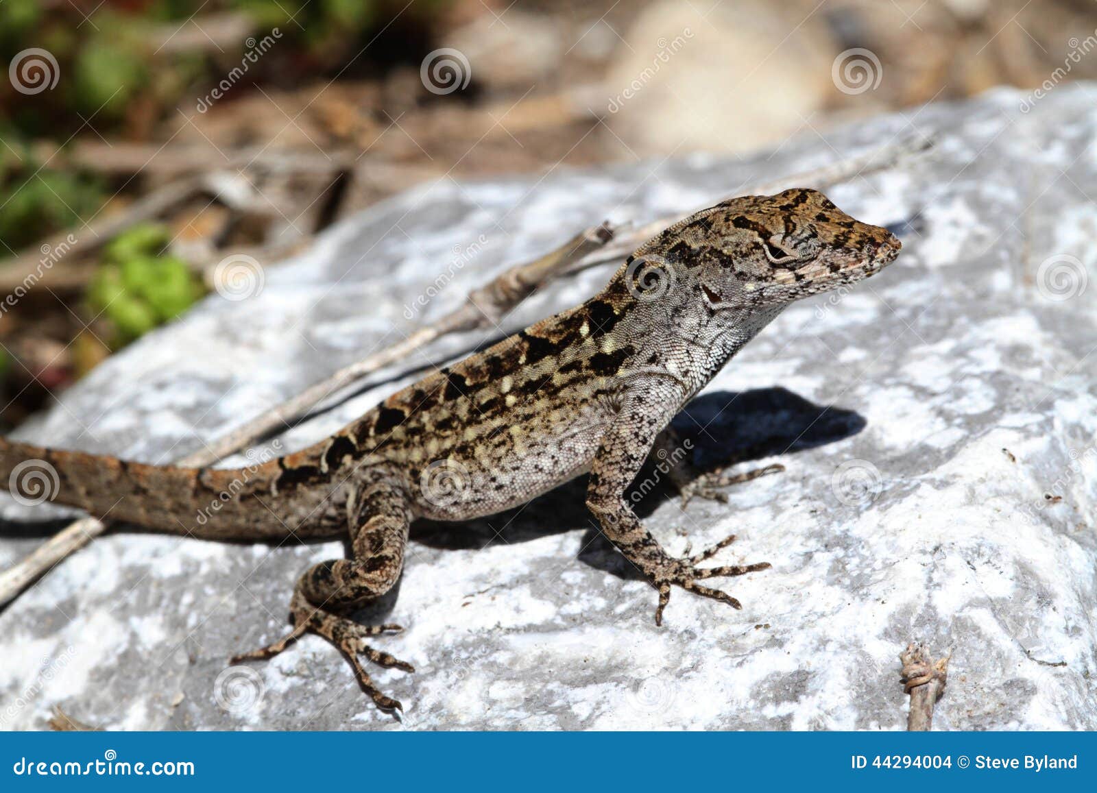 Brown Anole Lizard (Anolis Sagrei) Stock Photo - Image of brown, desert ...