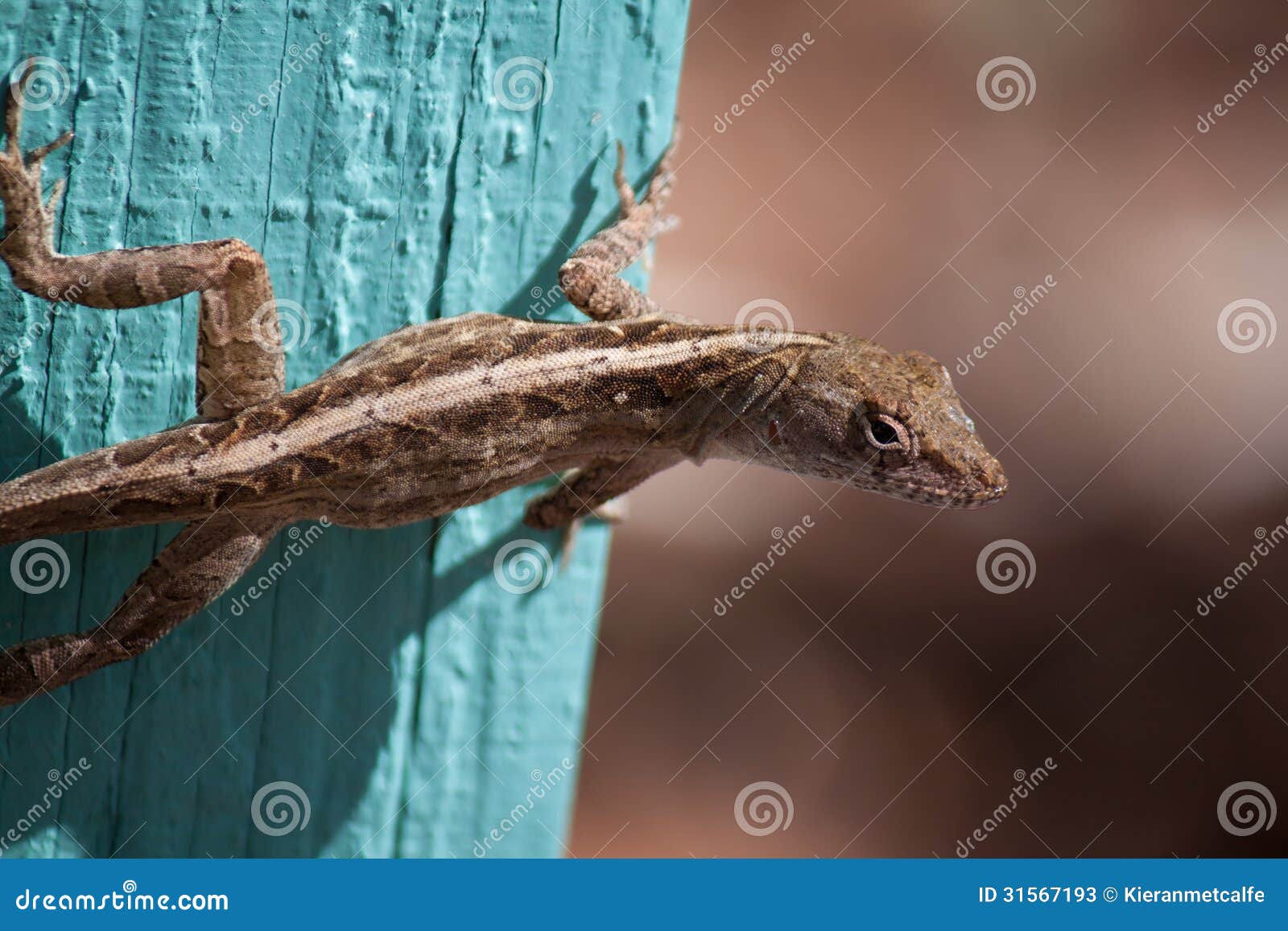 Brown Anole Lizard stock image. Image of brown, lizard - 31567193