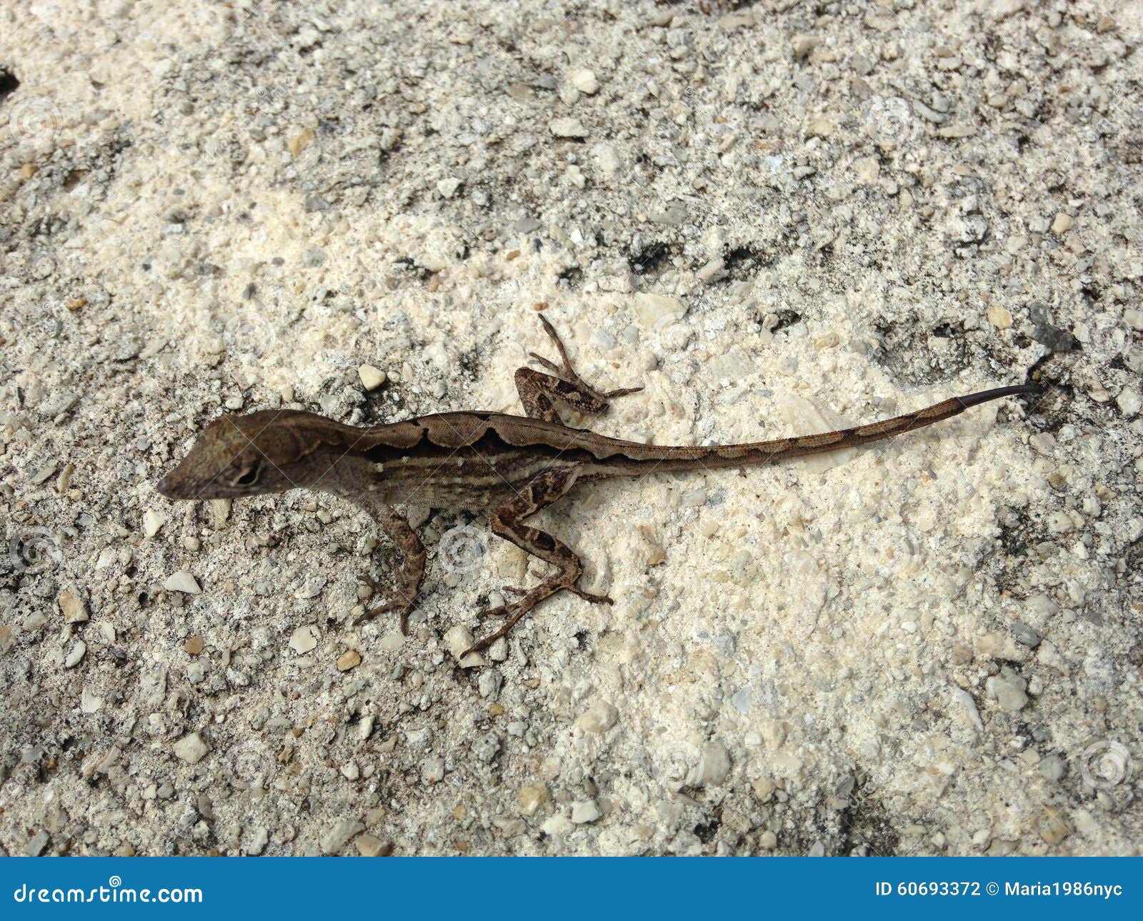Brown Anole Lizard in Miami. Stock Photo - Image of miami, brown: 60693372