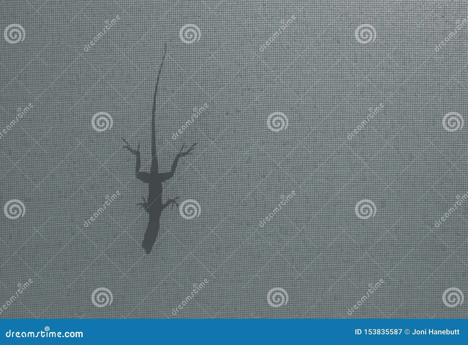 A Brown Anole Lizard Shadow Stock Image - Image of reptilian, small ...
