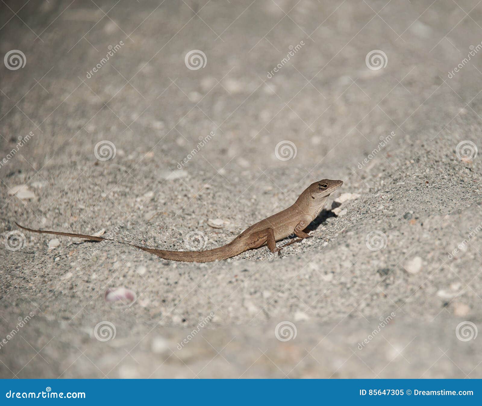 Brown Anole stock image. Image of brown, sand, salamander - 85647305