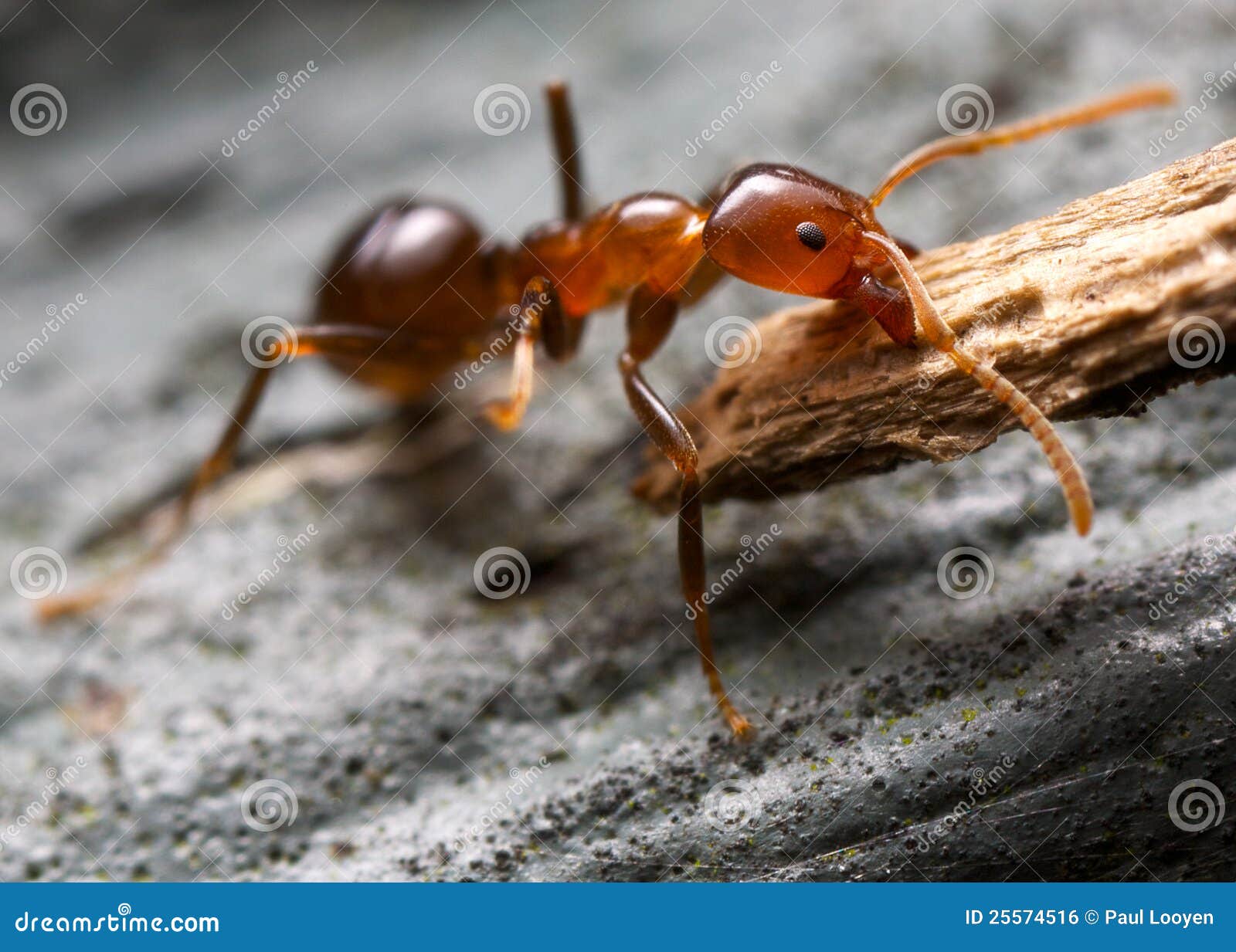 Brown Ant stock photo. Image of green, food, closeup - 25574516