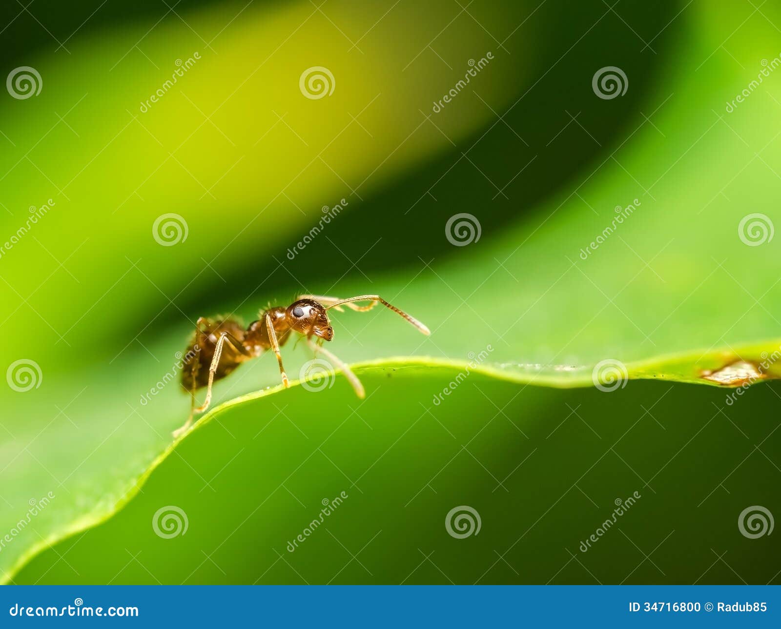 Brown Ant stock photo. Image of green, working, insect - 34716800