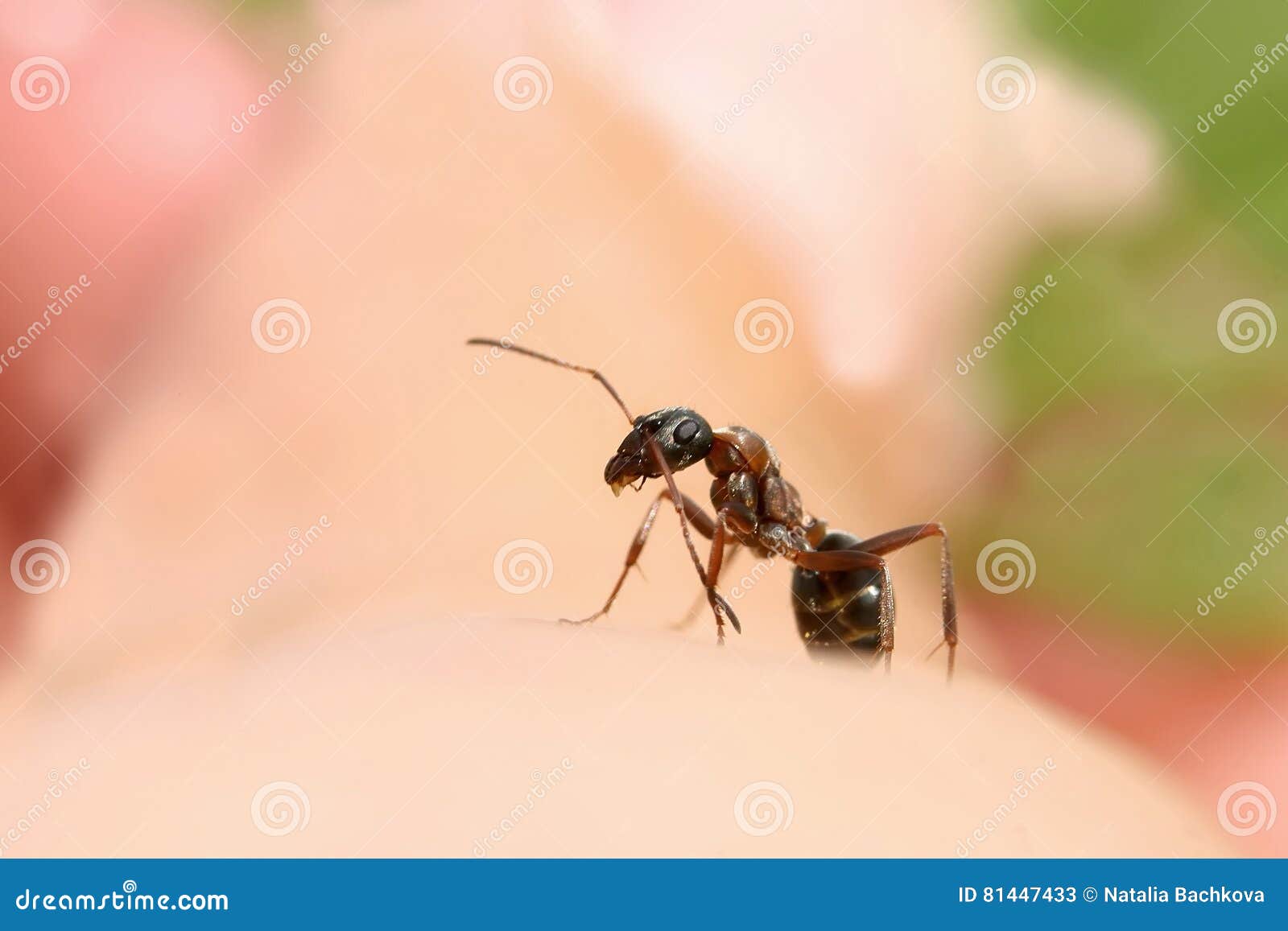 Brown Ant Crawling on the Hand Stock Image - Image of danger, crawling ...