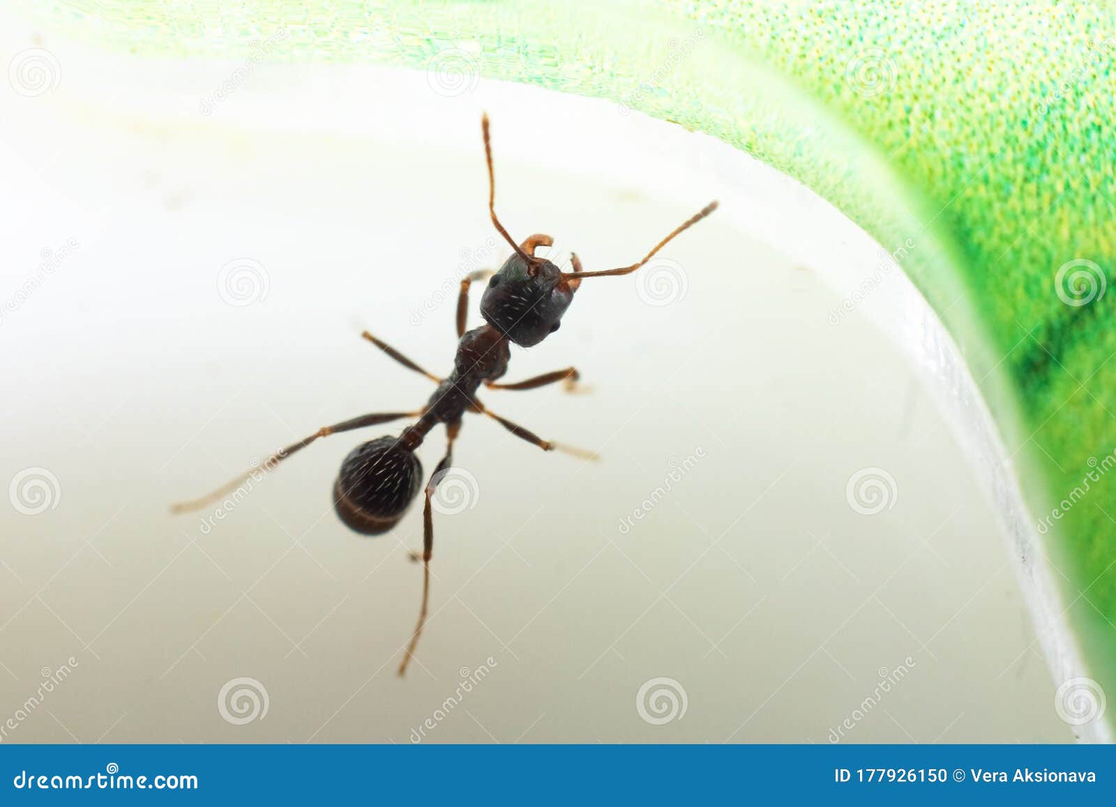 Brown Ant Messor Structor on White Background Stock Photo - Image of ...