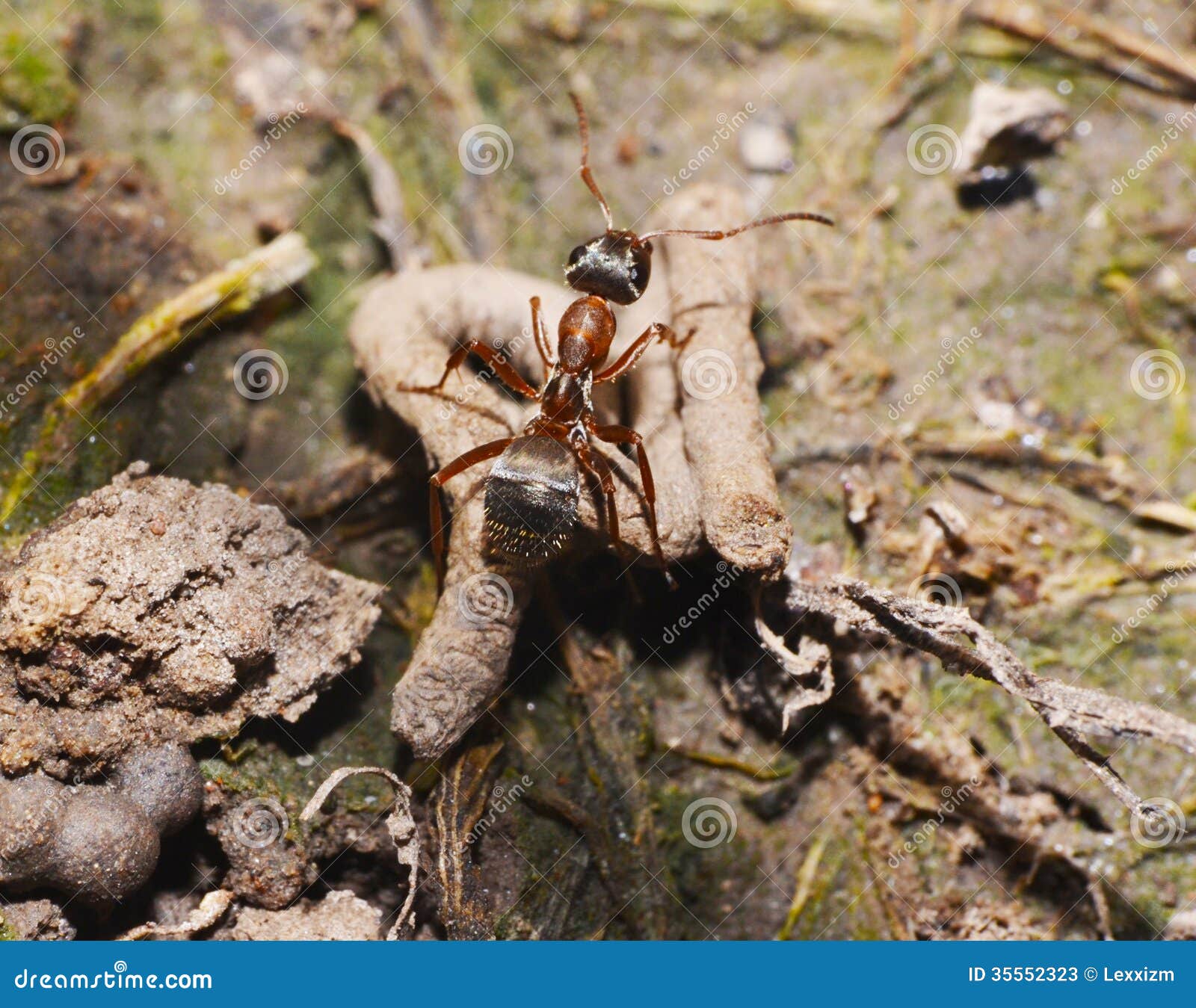 Brown ant stock image. Image of nature, forest, insects - 35552323