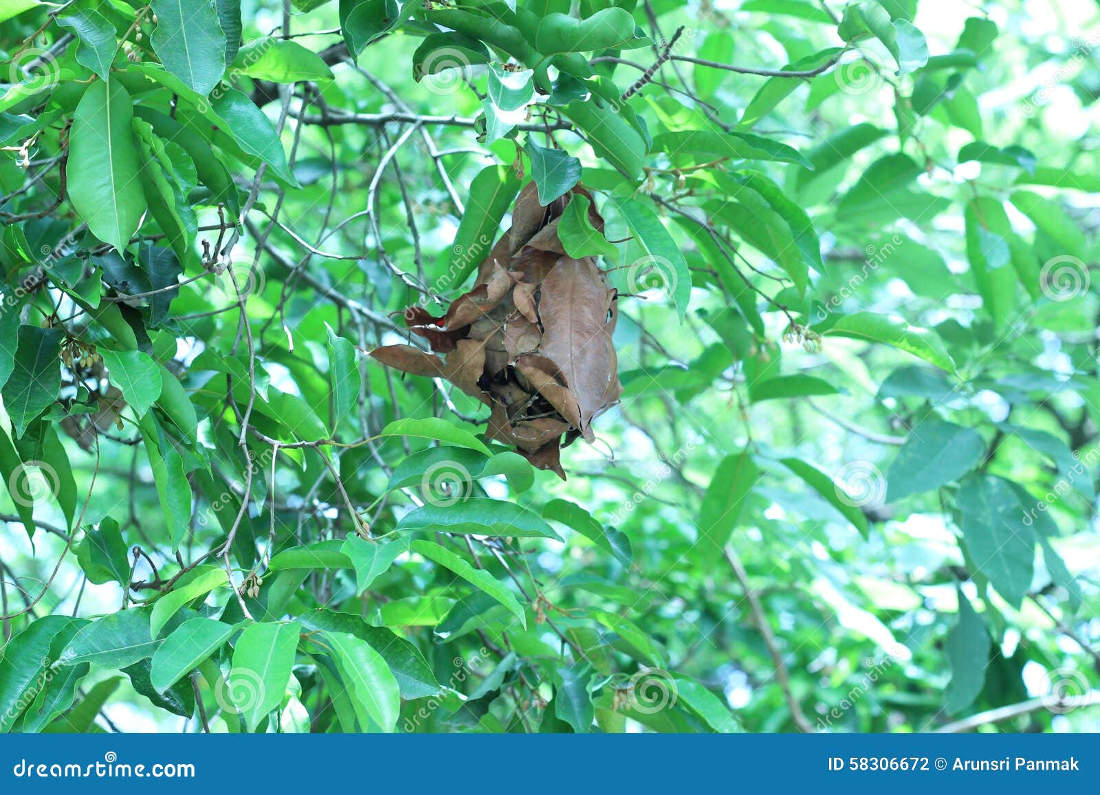 Brown Ant Nests on Trees, Dense Foliage Stock Photo - Image of nest ...