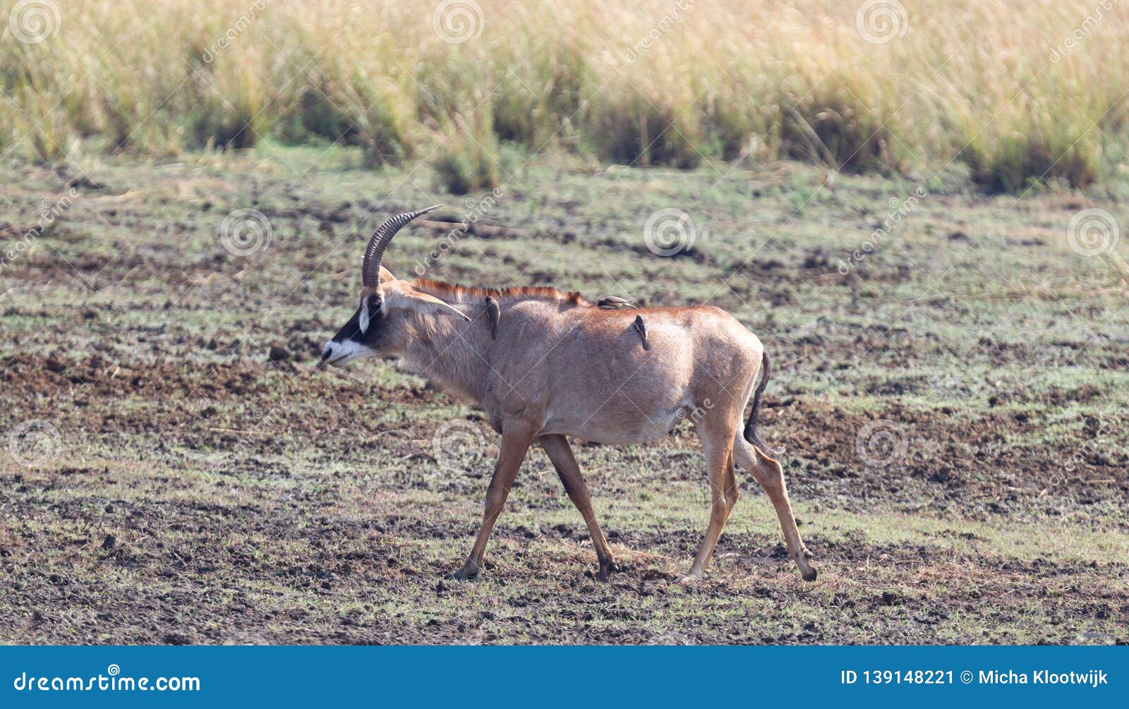 Brown Antelope with Birds on it`s Back Stock Image - Image of botswana ...
