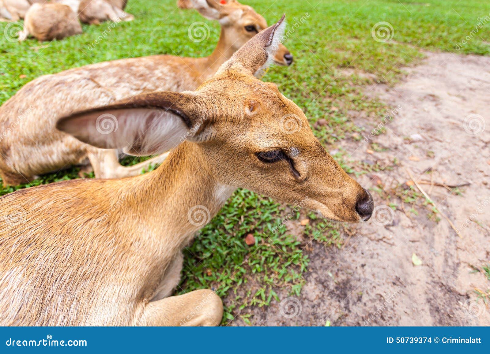 Brown antelope head stock photo. Image of head, mammal - 50739374