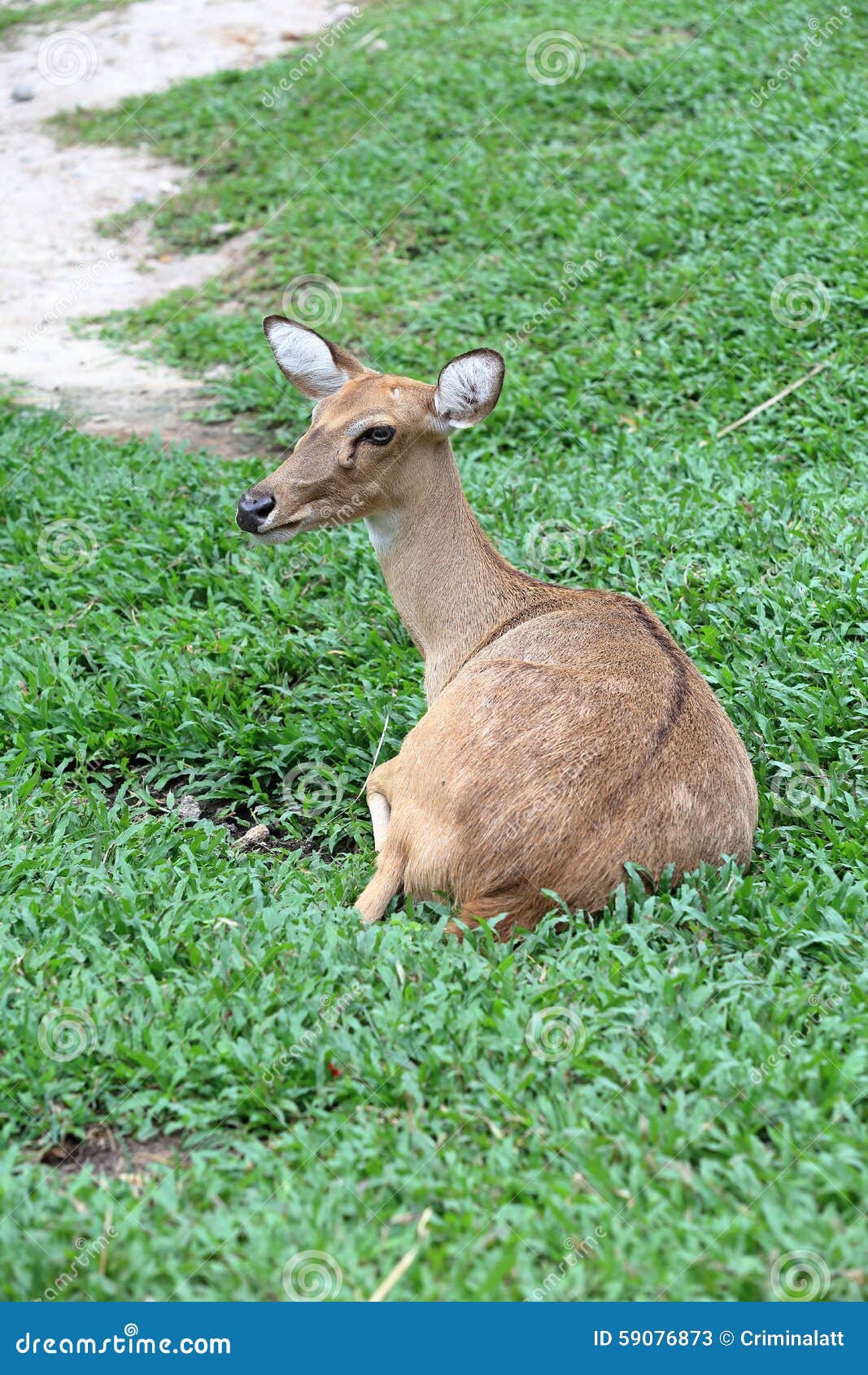 Brown Antelope Resting on Grass Stock Image - Image of animal, resting ...