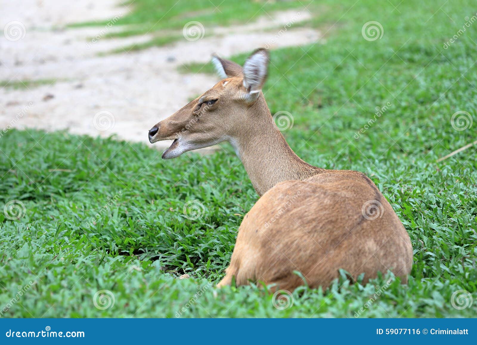 Brown Antelope Resting on Grass Stock Photo - Image of nature, mammal ...