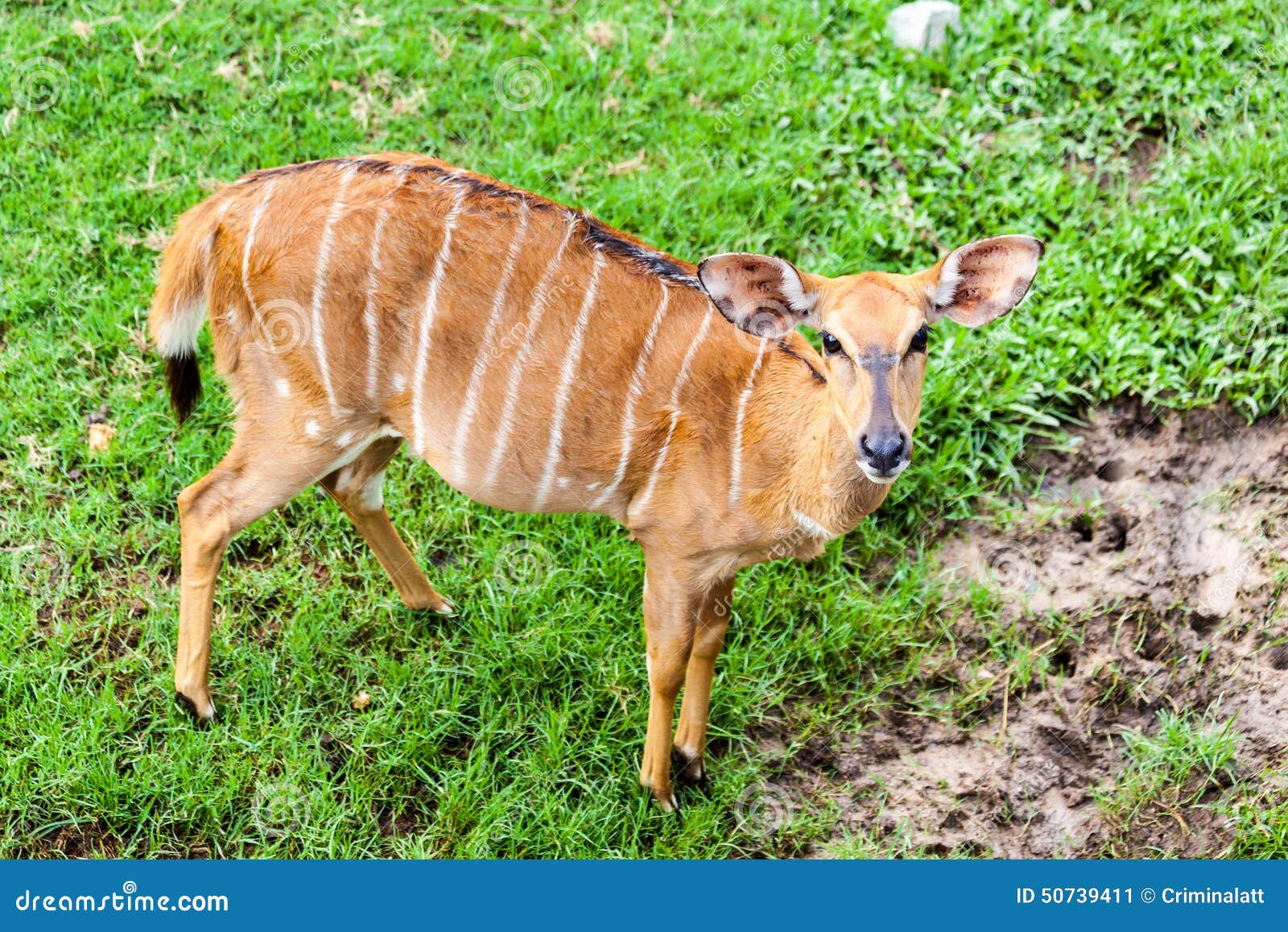 Brown antelope stock image. Image of wild, antelope, wildlife - 50739411