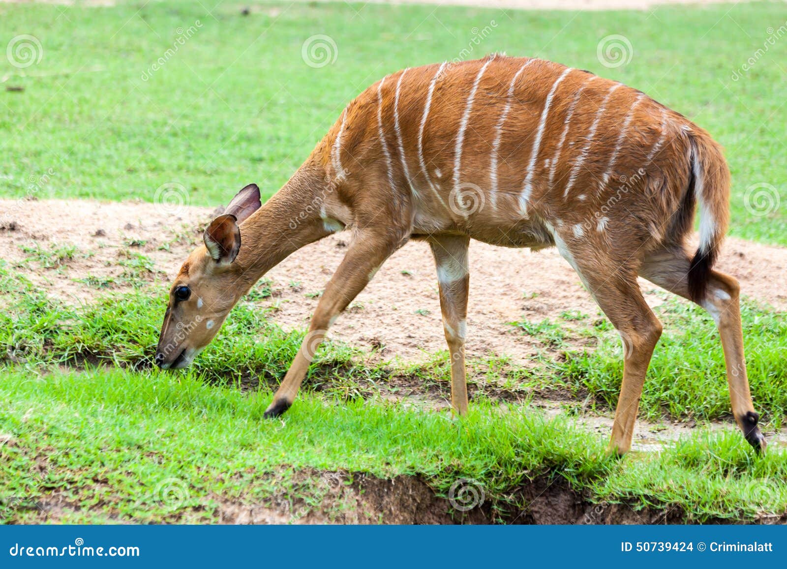 Brown antelope walking stock photo. Image of outdoor - 50739424