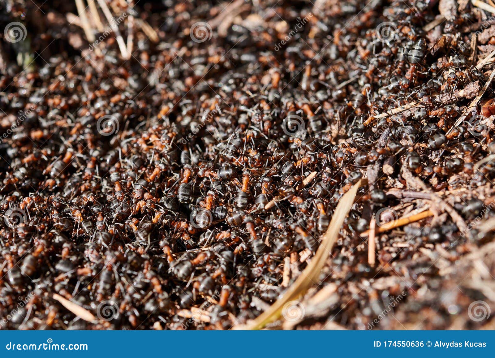 Brown ants in early spring stock photo. Image of home - 174550636