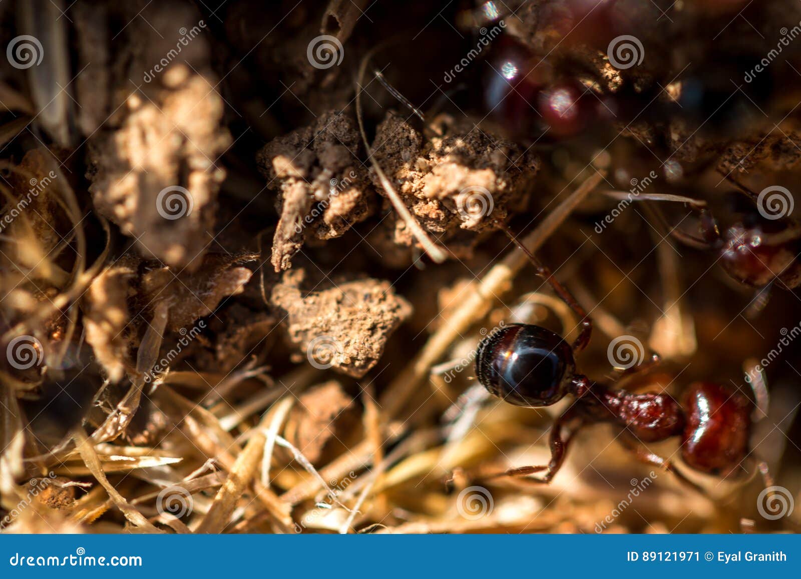 Brown ants in their nest stock image. Image of nest, arthropod - 89121971