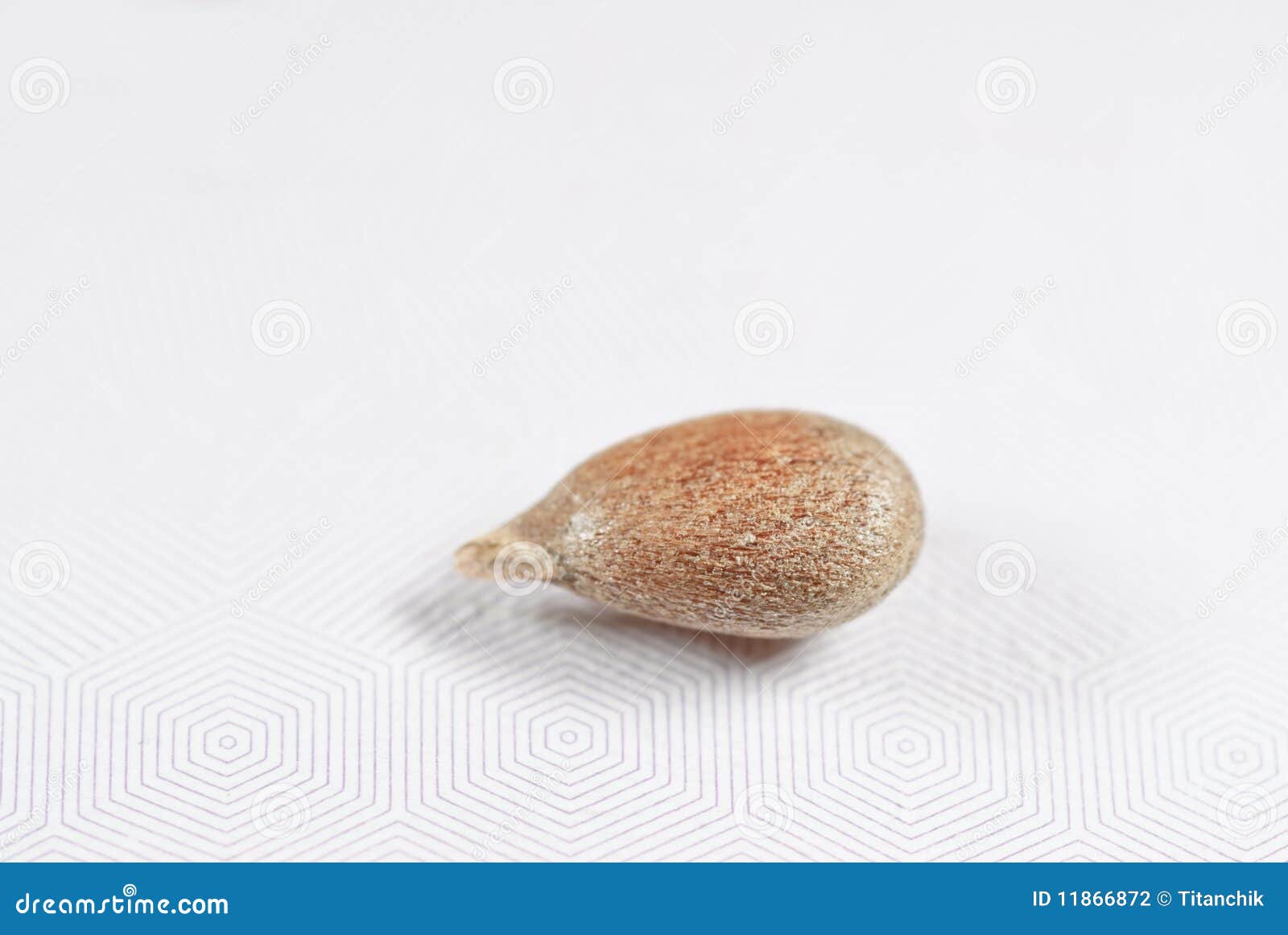 Brown apple seed coat stock photo. Image of food, healthy - 11866872