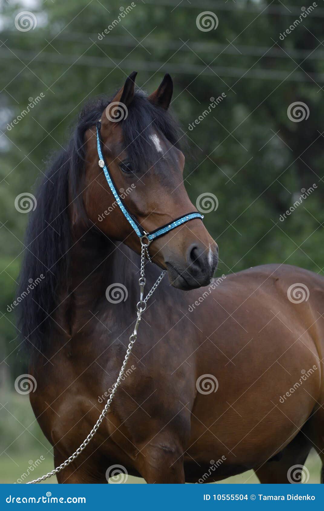 Brown arabian pony horse stock photo. Image of pasture - 10555504