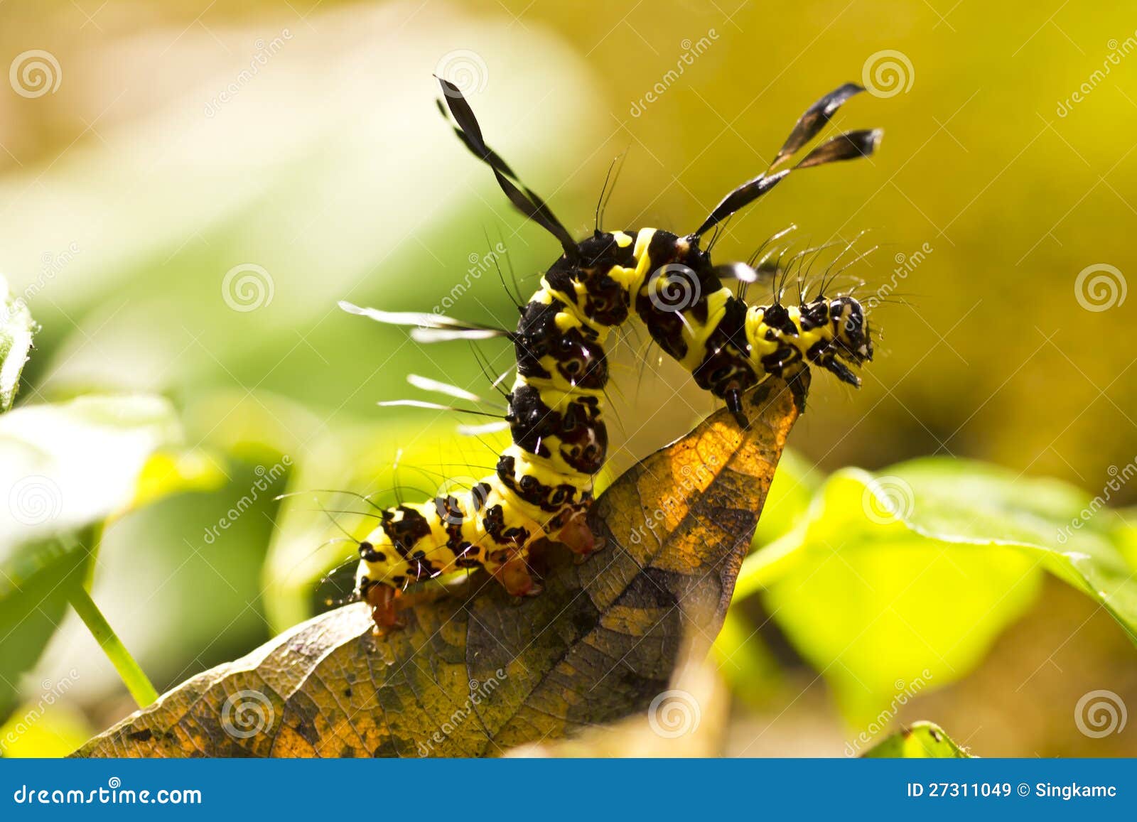 Brown Arctia Caja Larva on Leaf in Nature Stock Image - Image of insect ...