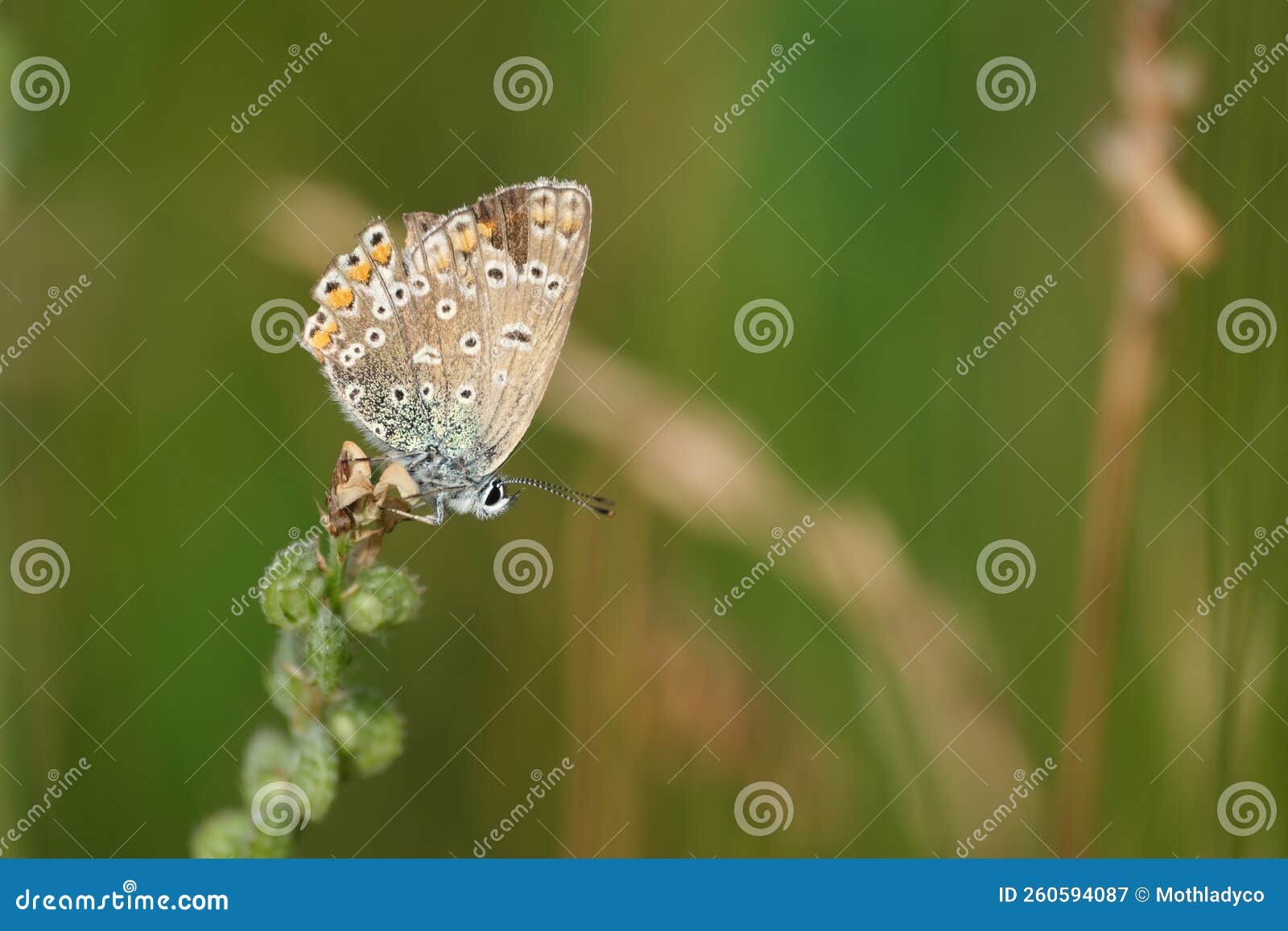 Brown Argus Butterfly with Damaged Wings Stock Image - Image of wild ...