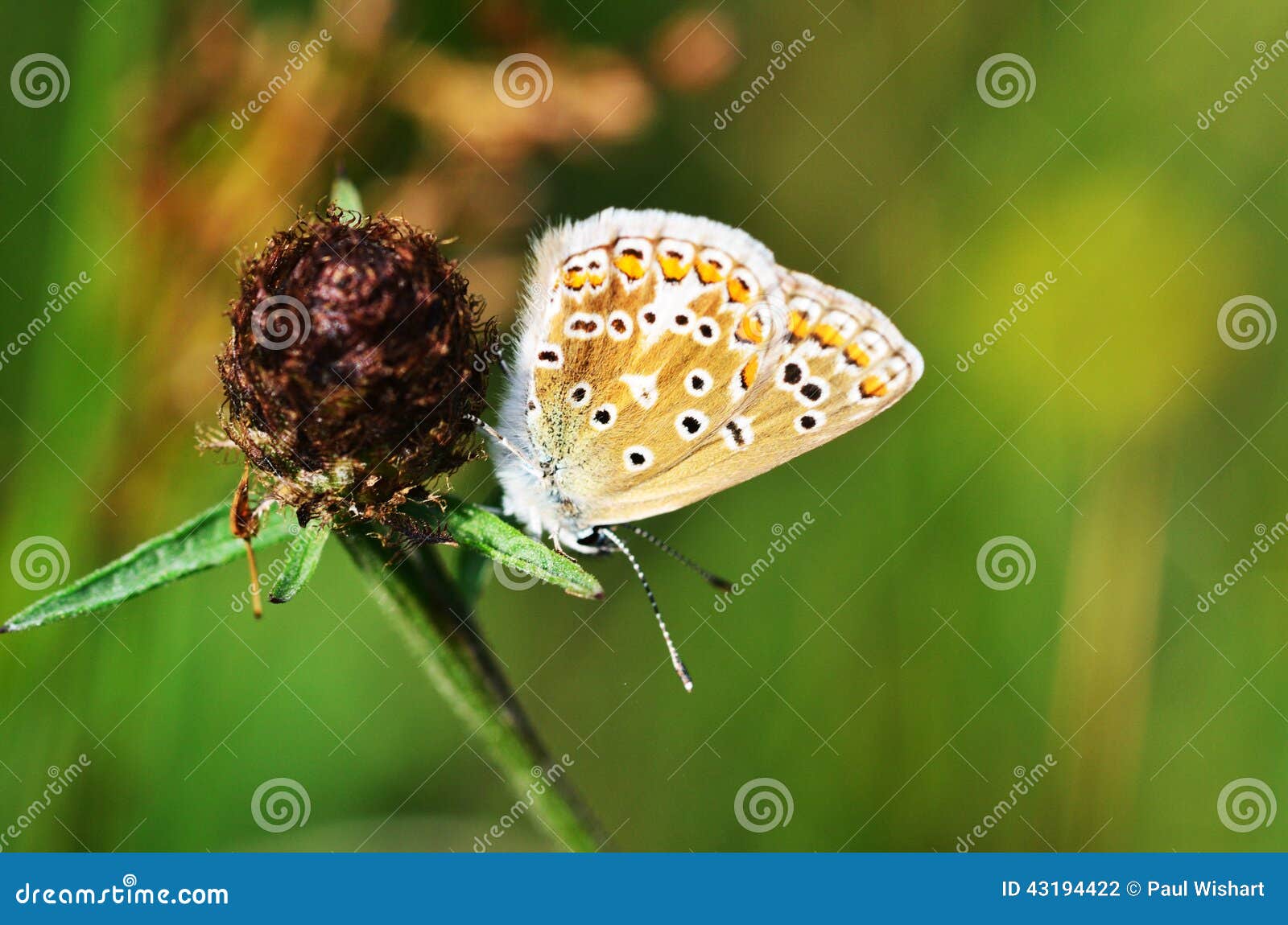 Brown Argus Butterfly stock photo. Image of aricia, spring - 43194422