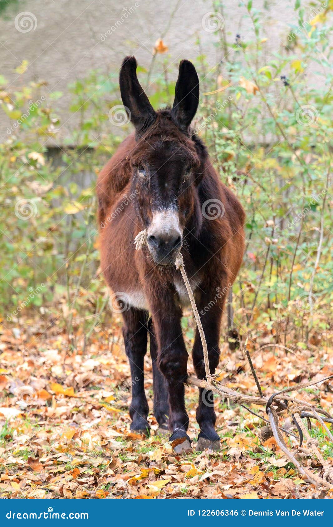 Brown stock photo. Image of pasture, countryside, farm - 122606346
