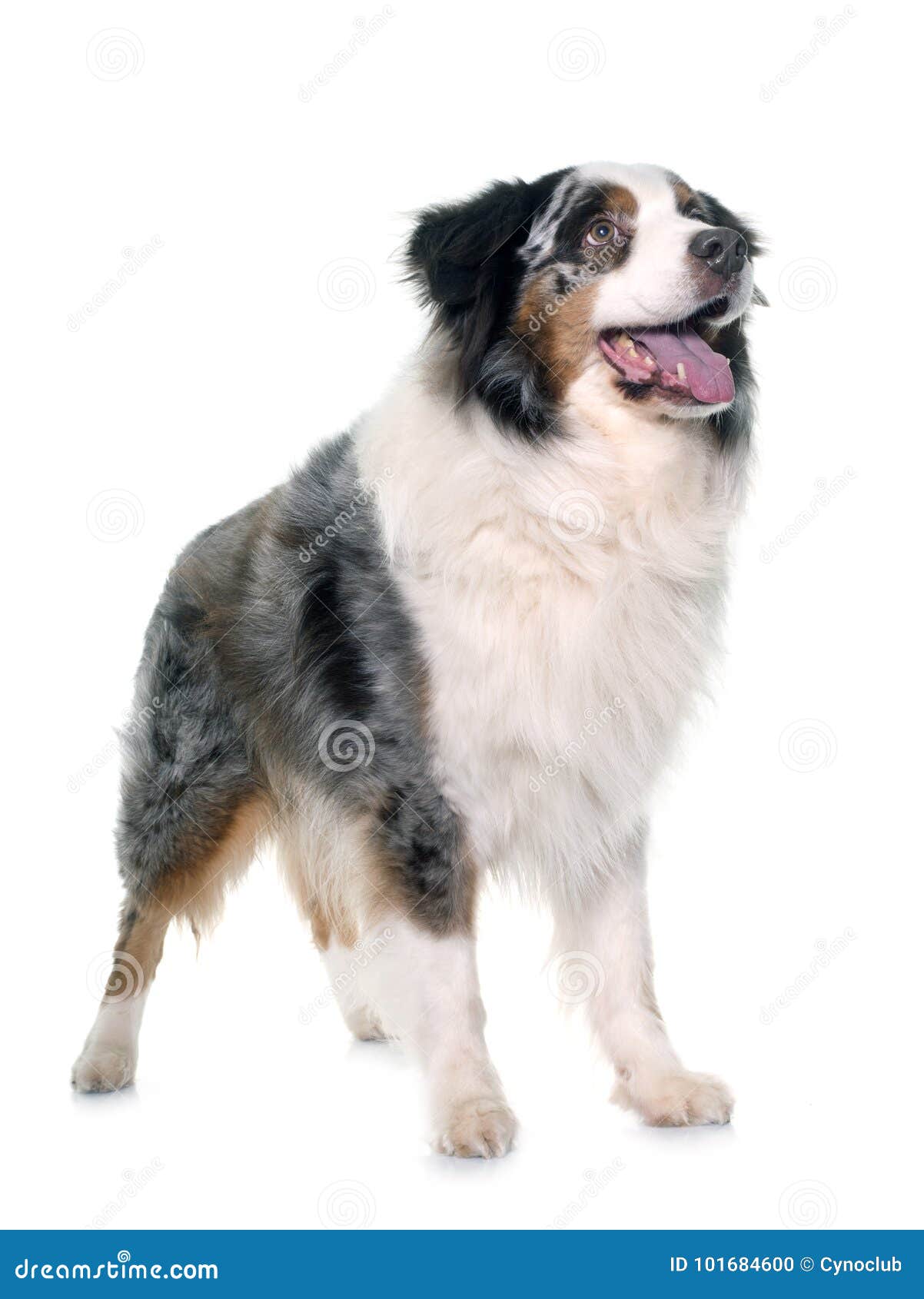 Brown australian shepherd stock photo. Image of tricolor - 101684600