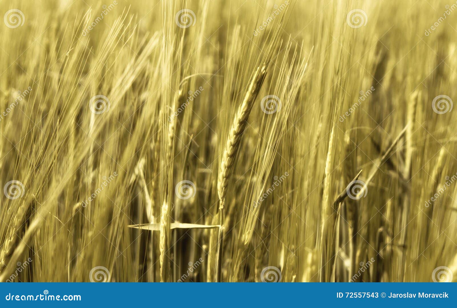 Brown Autumn Field of Wheat Stock Image - Image of grain, wheat: 72557543
