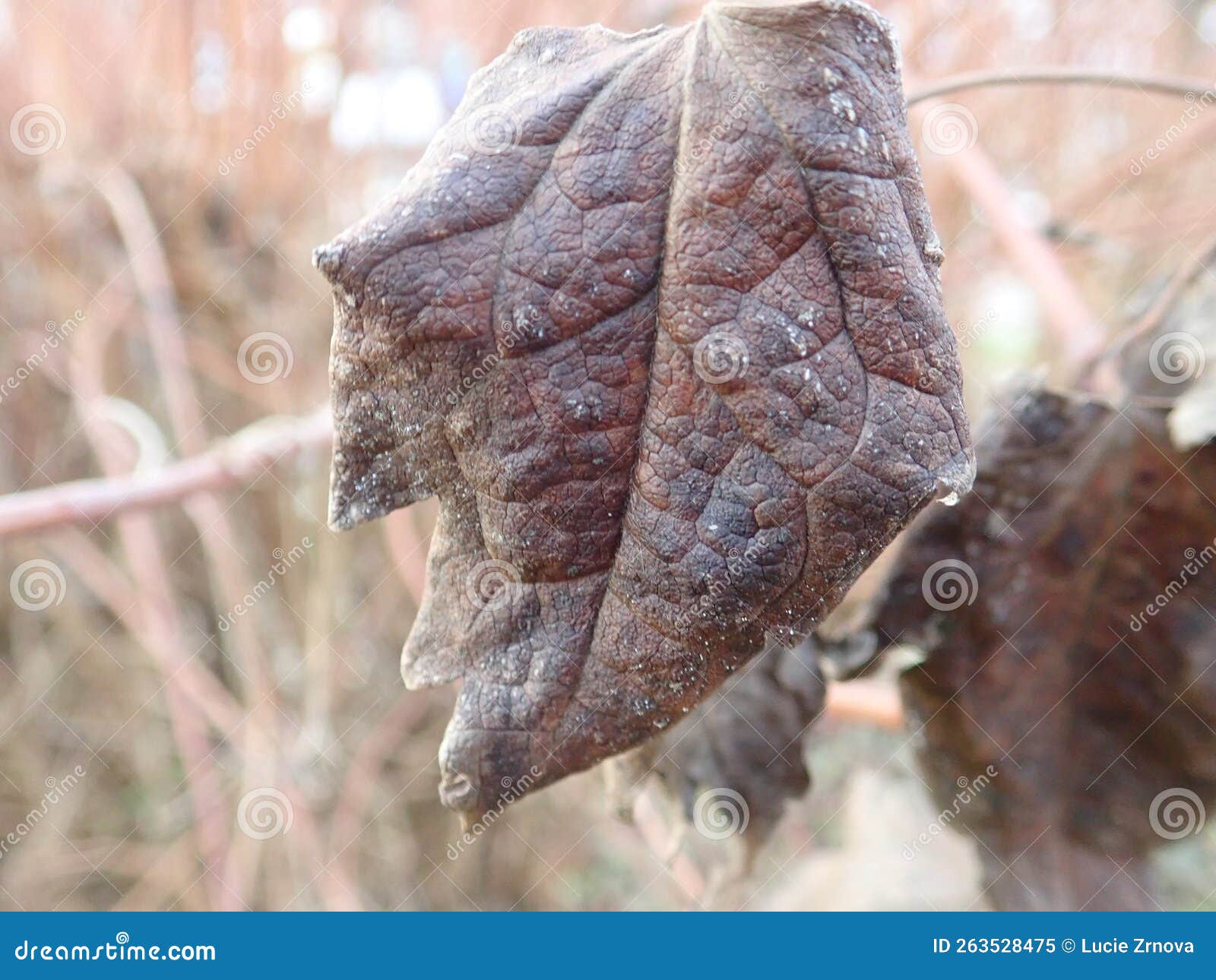 Brown Autumn Leaf on a Branch Stock Image - Image of maple, landscape ...