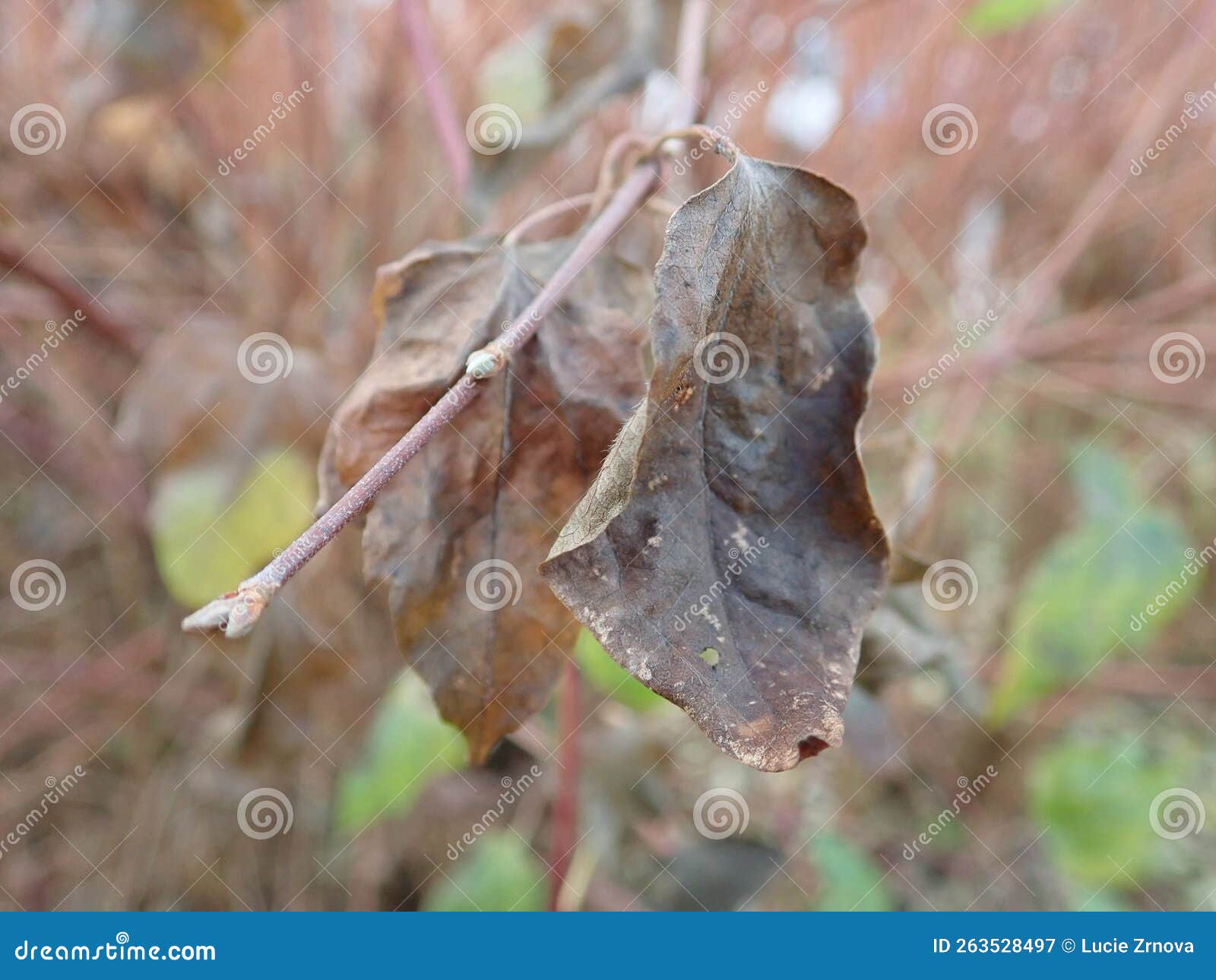 Brown Autumn Leaf on a Branch Stock Image - Image of foliage, colorful ...