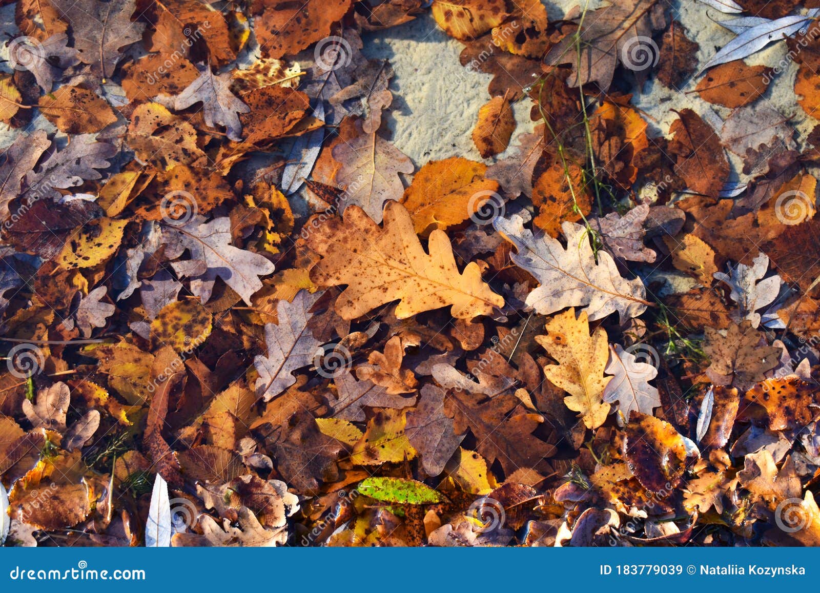 Brown Autumn Leaf Fell on the Water of the Lake. Autumn. Stock Image ...