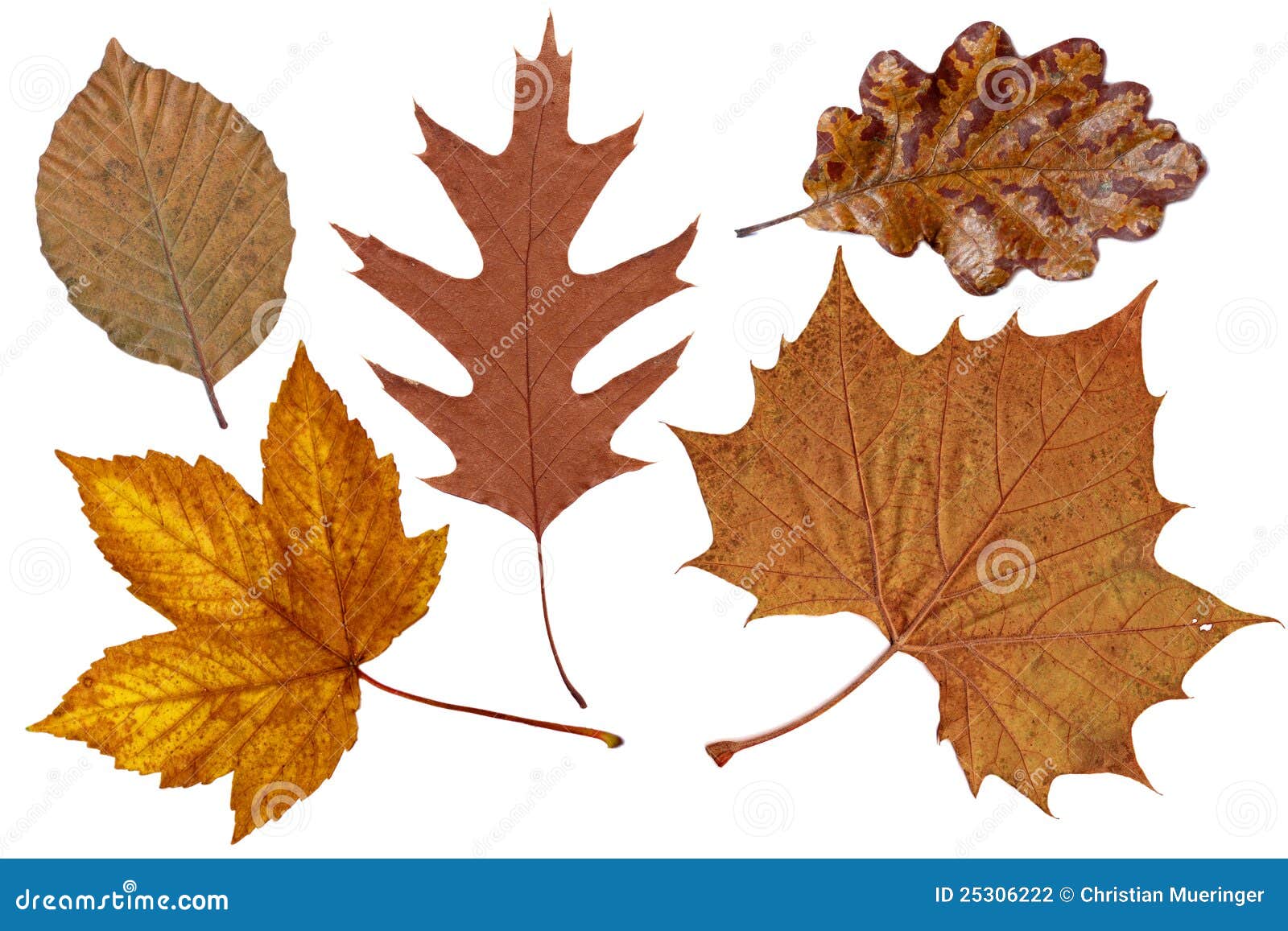 Brown autumn leaves stock photo. Image of season, autumn - 25306222