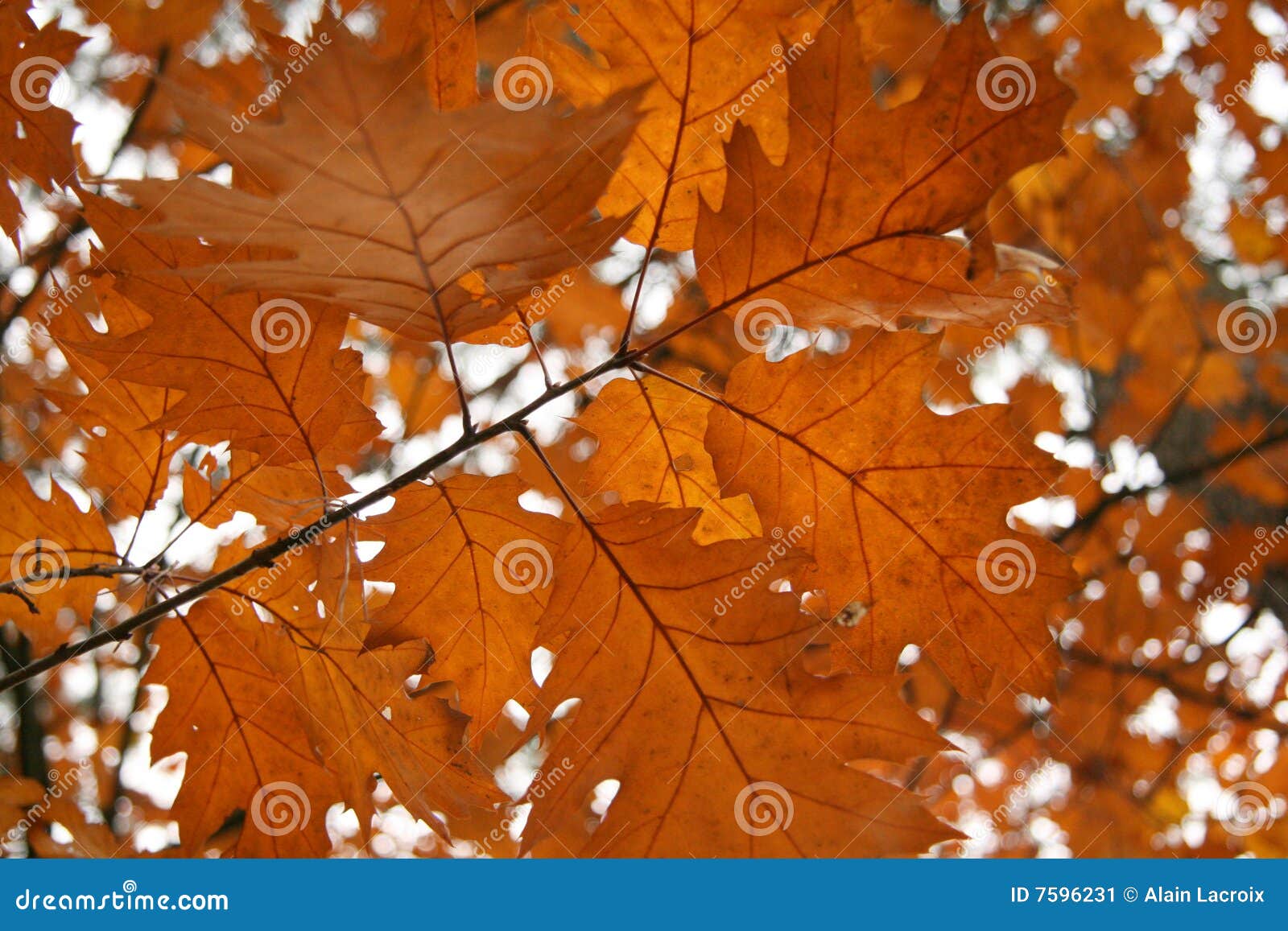 Brown autumn leaves stock image. Image of brown, bright - 7596231