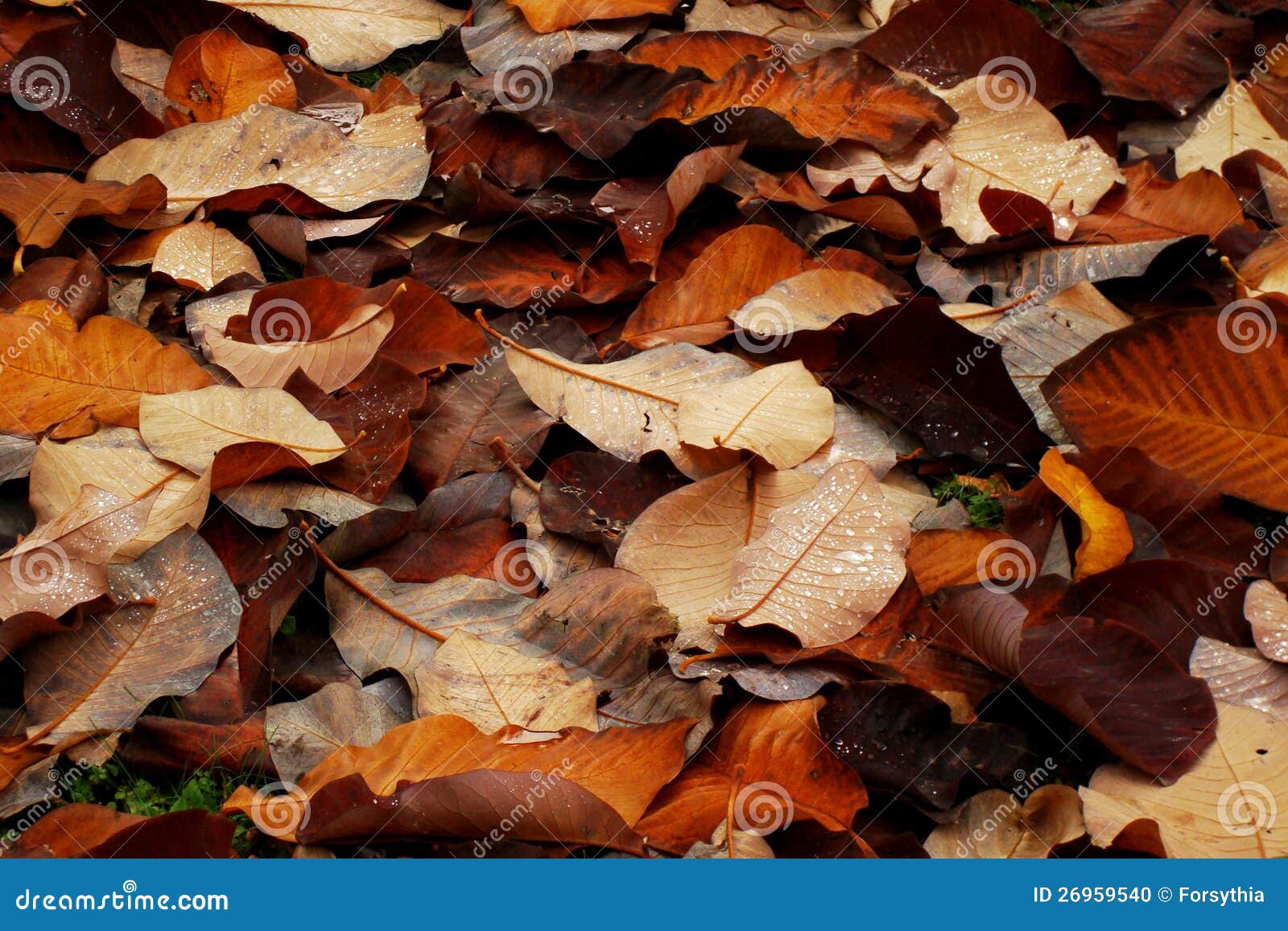 Brown Autumn Leaves Background Stock Photo - Image of autumn, leaf ...