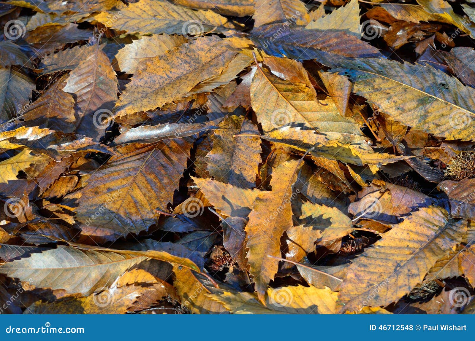 Brown Autumn Leaves on Ground Stock Photo - Image of october, fall ...