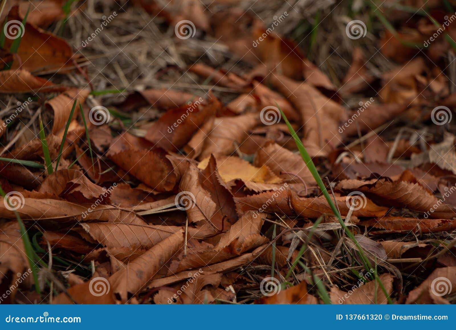 Brown Autumn Leaves on the Ground Stock Photo - Image of sharp, grass ...