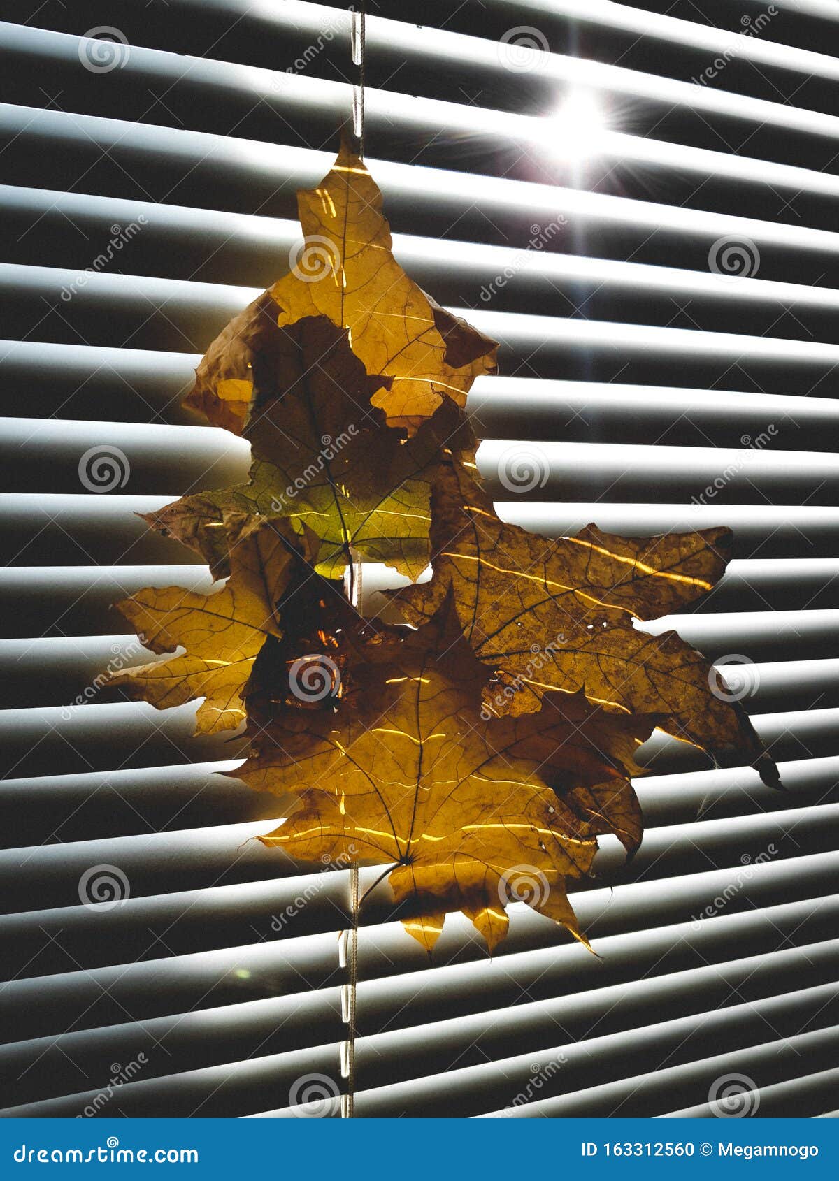 Brown Autumn Maple Leaves in Window Shutters Stock Photo - Image of ...