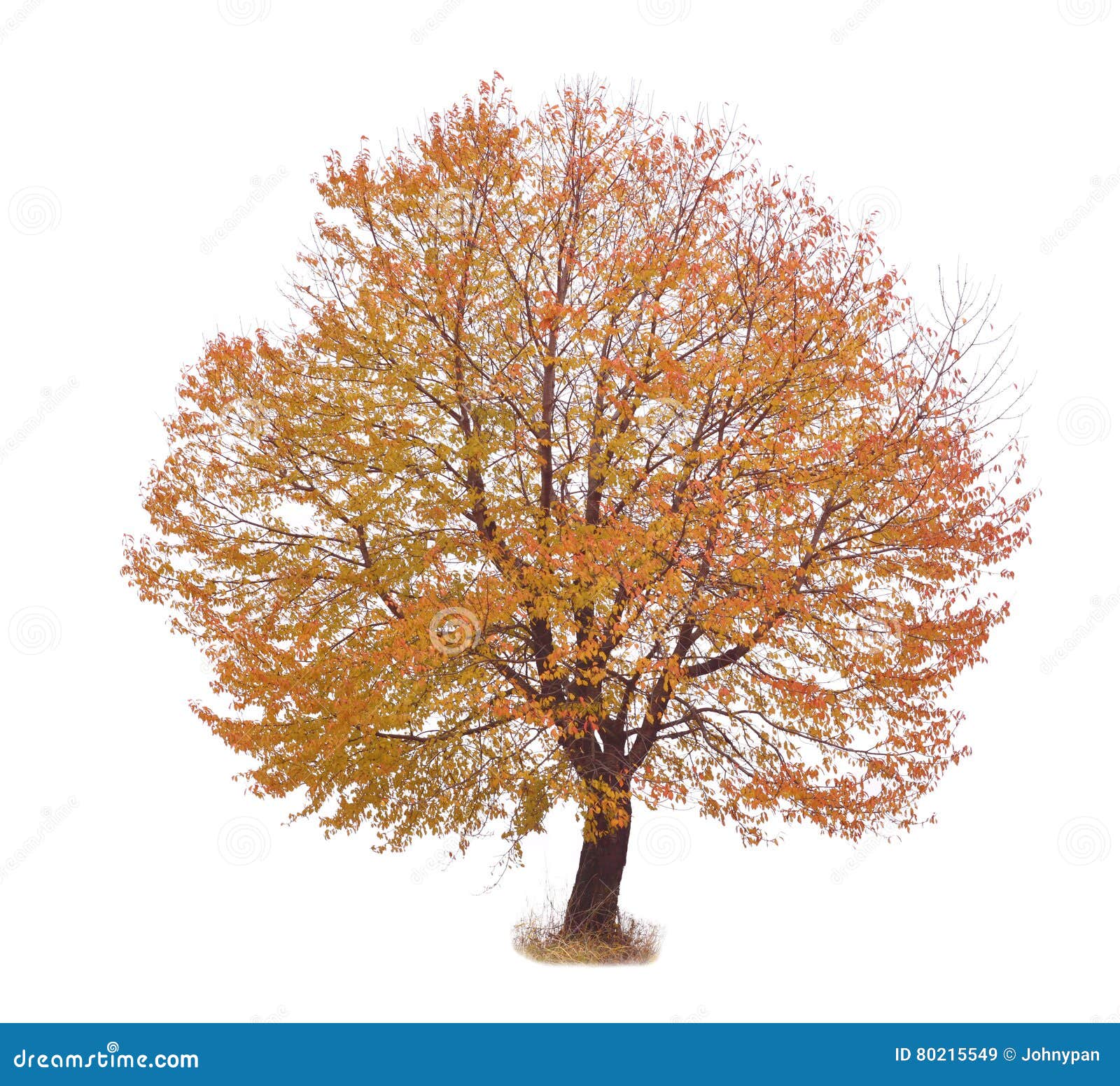 Brown autumn tree stock image. Image of abstract, background - 80215549