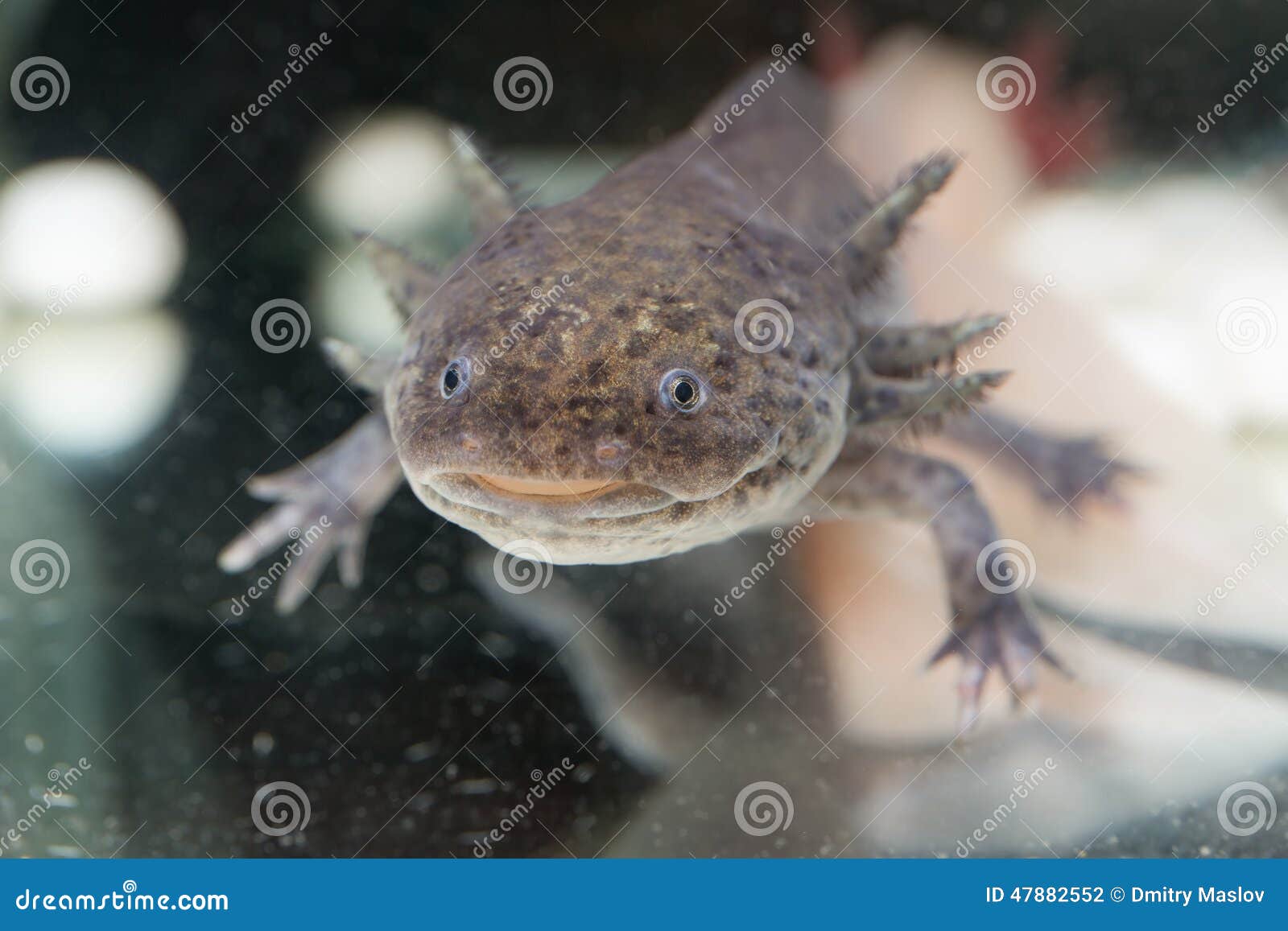 Brown axolotl stock photo. Image of animals, eyes, dark - 47882552